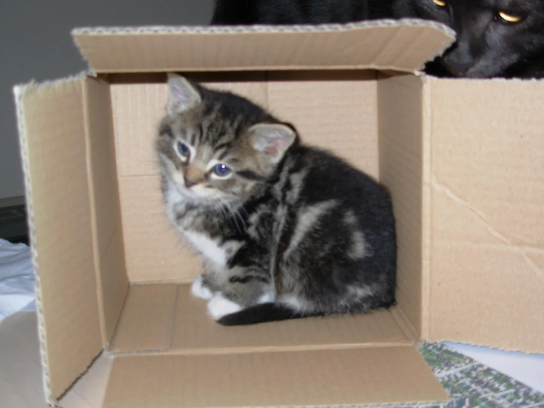 Smol trap | Scrolller