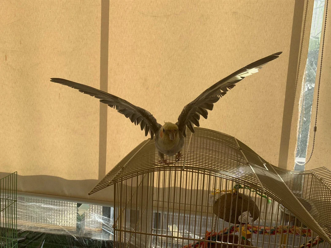 She’s convinced she’s an eagle | Scrolller