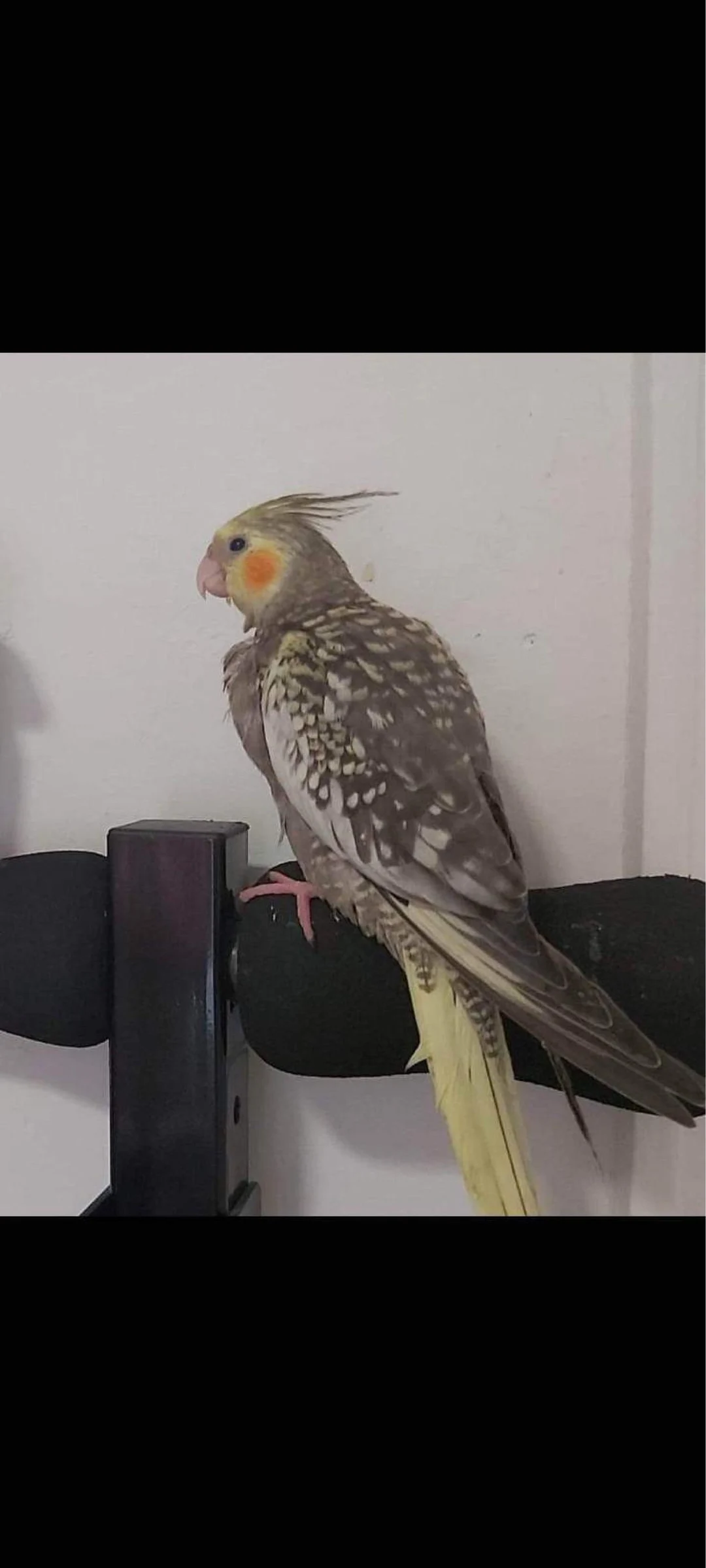 What is the mutation? | Scrolller