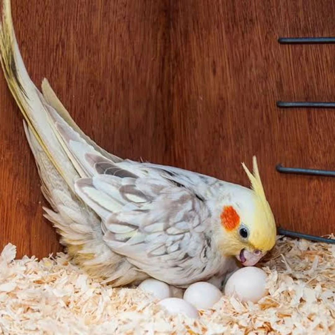 Breading parrots | Scrolller