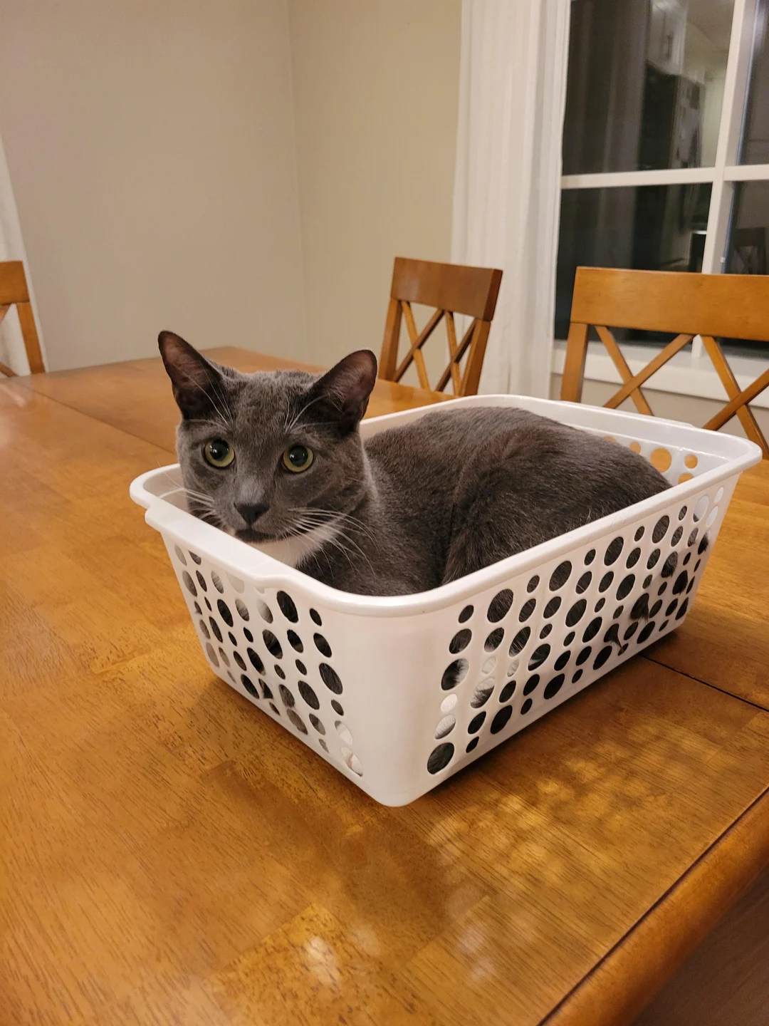 He fits perfectly in the onion basket | Scrolller