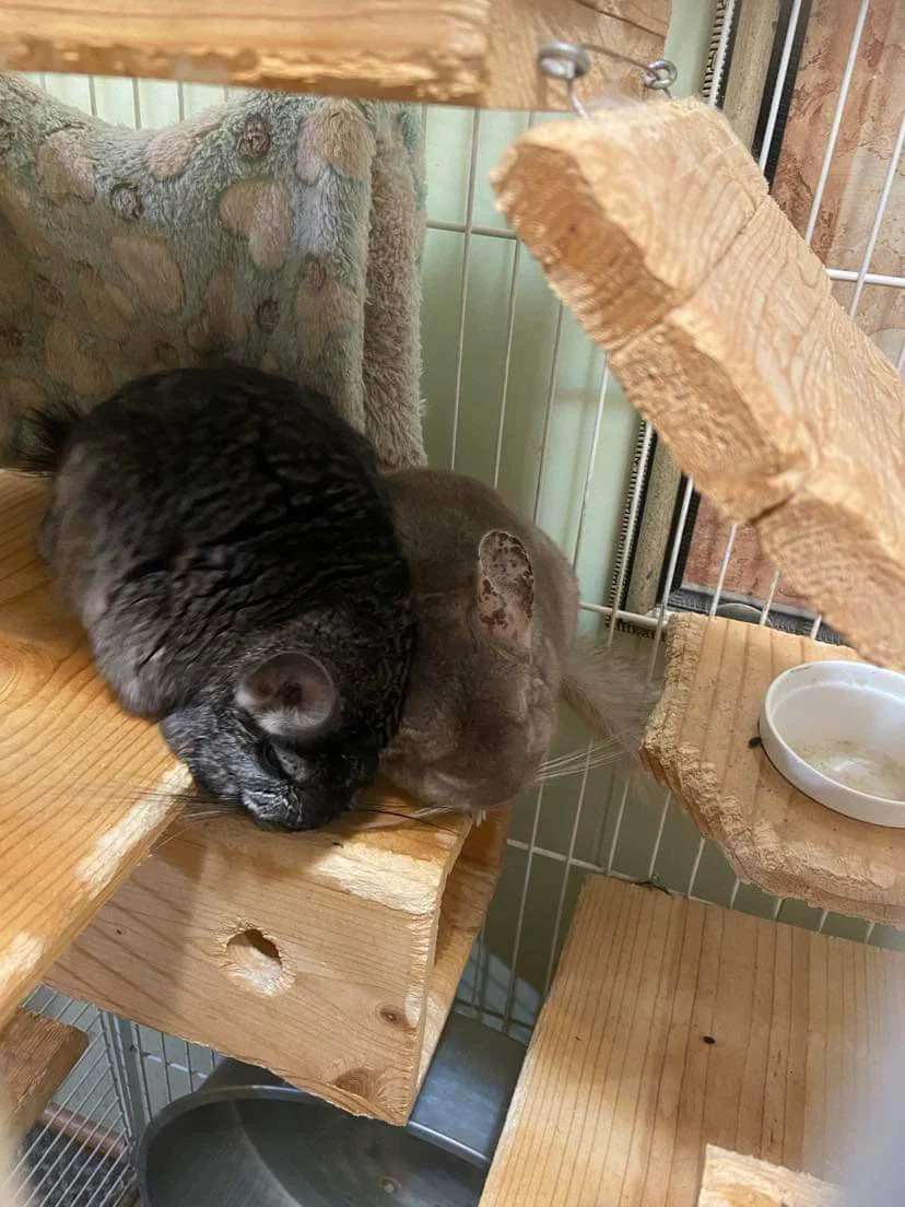 Help, my chinchilla is obese :( | Scrolller