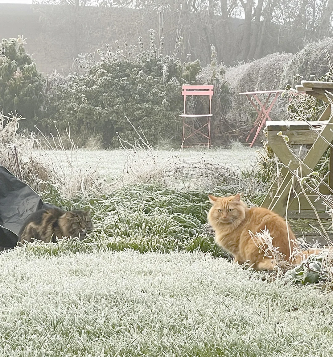 Floof meets floof | Scrolller