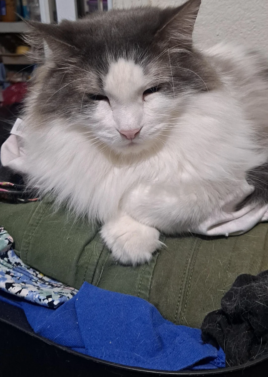Leroy Jankins half loafing on the laundry pile. | Scrolller