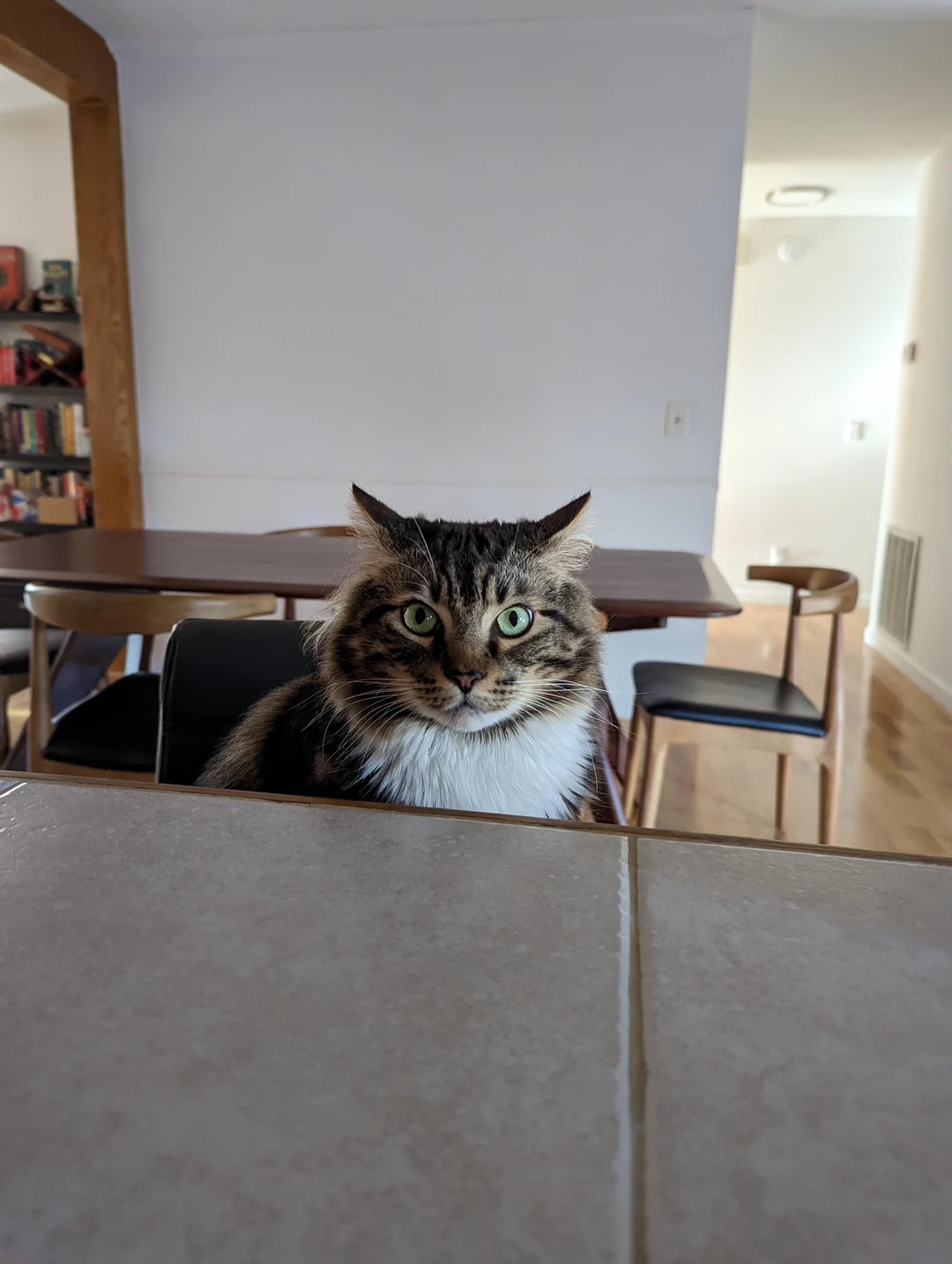 Yes, I will have the catnip special please :) | Scrolller