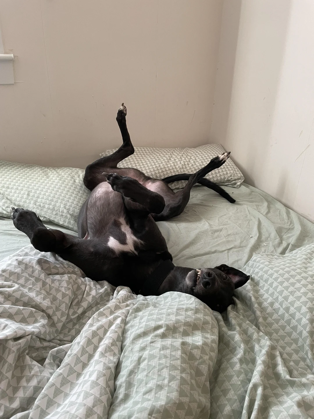 After walk nap! | Scrolller