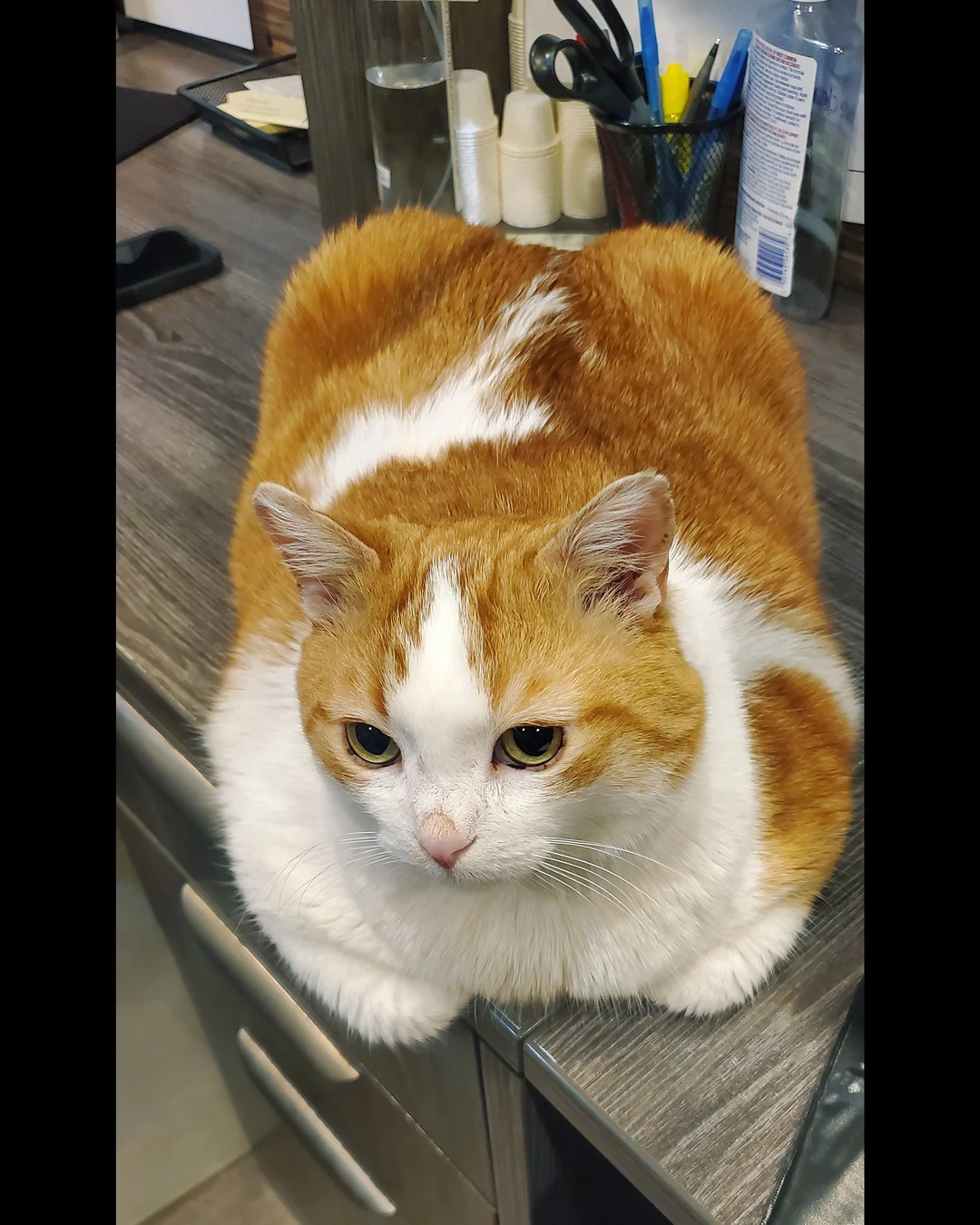 hmm yes, *rectangular* | Scrolller