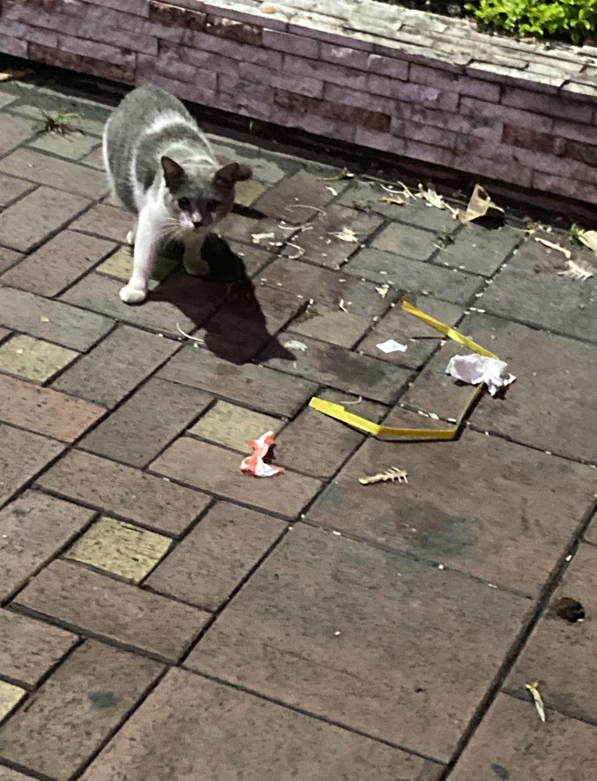 Street cat in Guayaquil, Ecuador | Scrolller