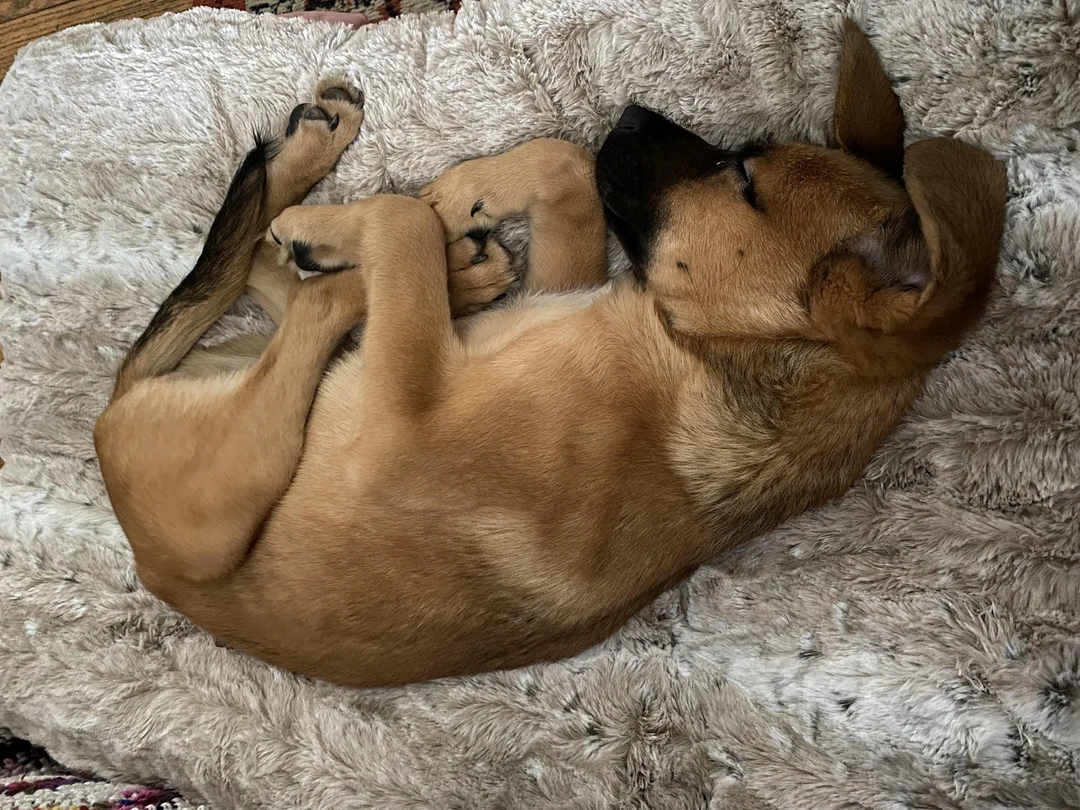 Sleepy pup | Scrolller