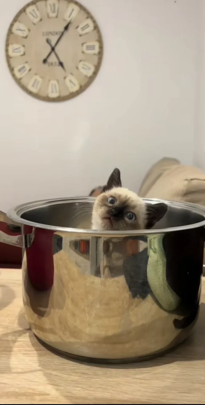 My babe in his pot | Scrolller