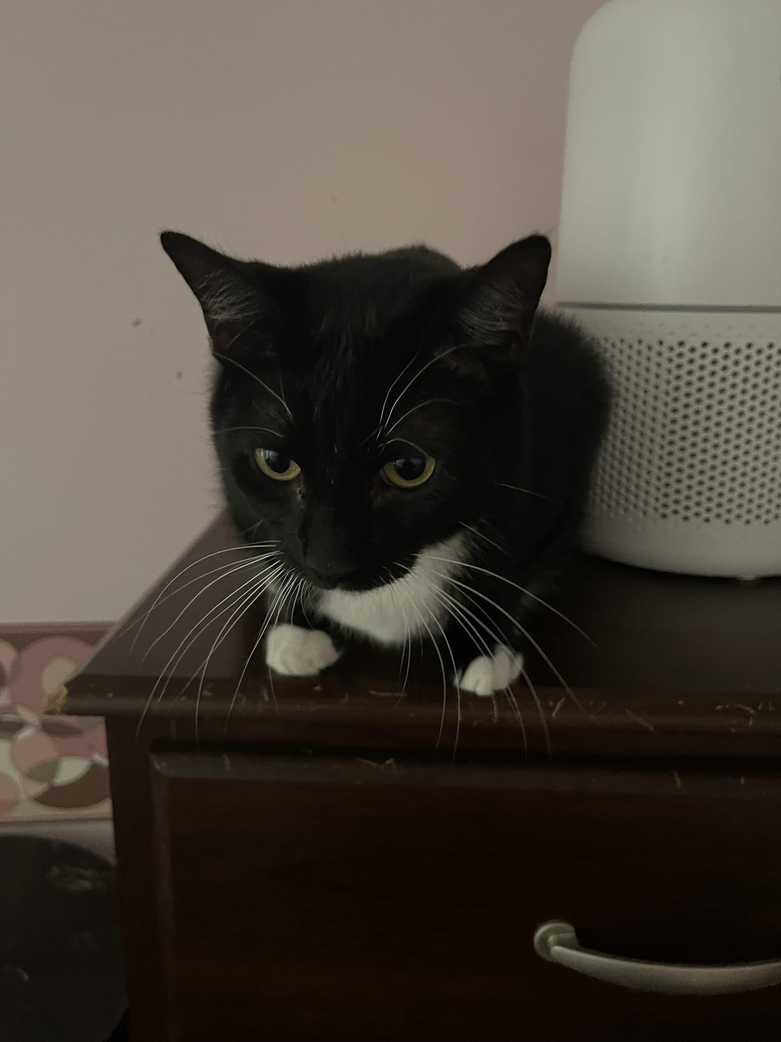 Sneaky Loaf by Lex | Scrolller