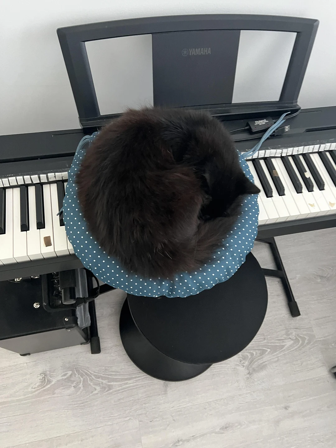 Purrfect circle | Scrolller