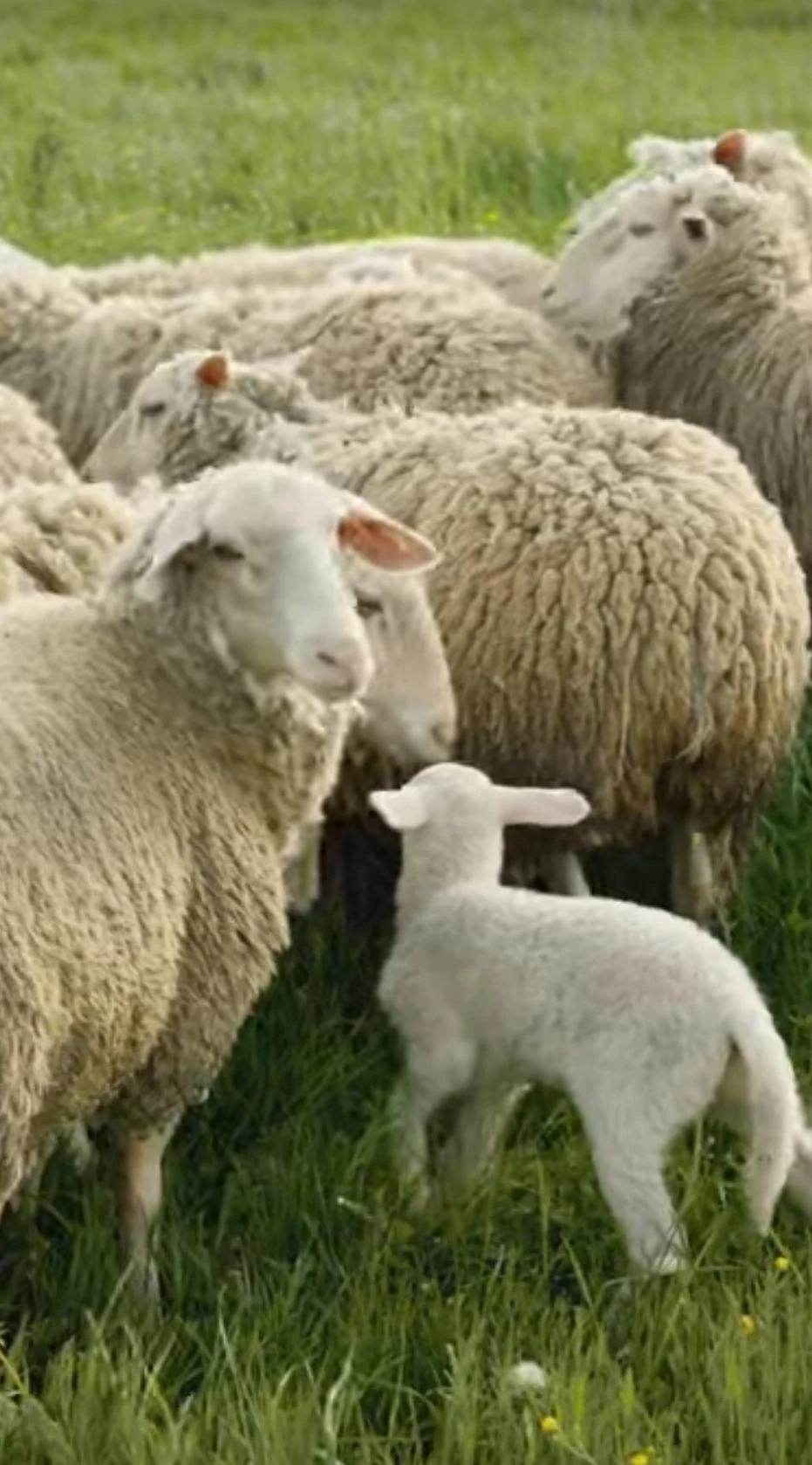 Adorable Little Lamb | Scrolller