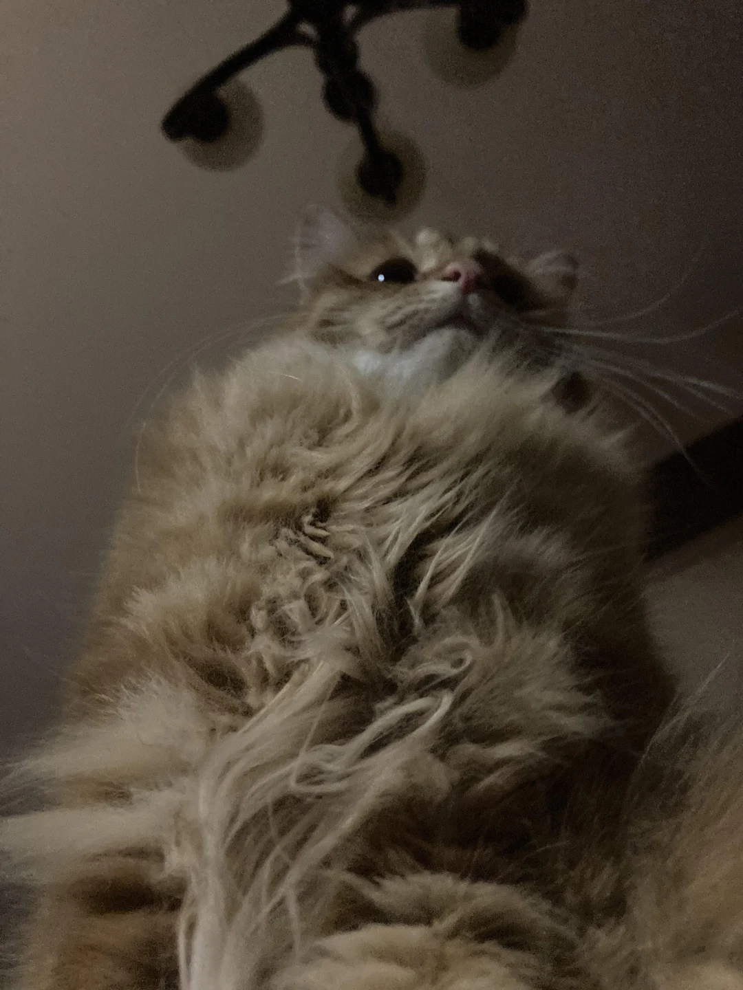 Colossal floof. | Scrolller
