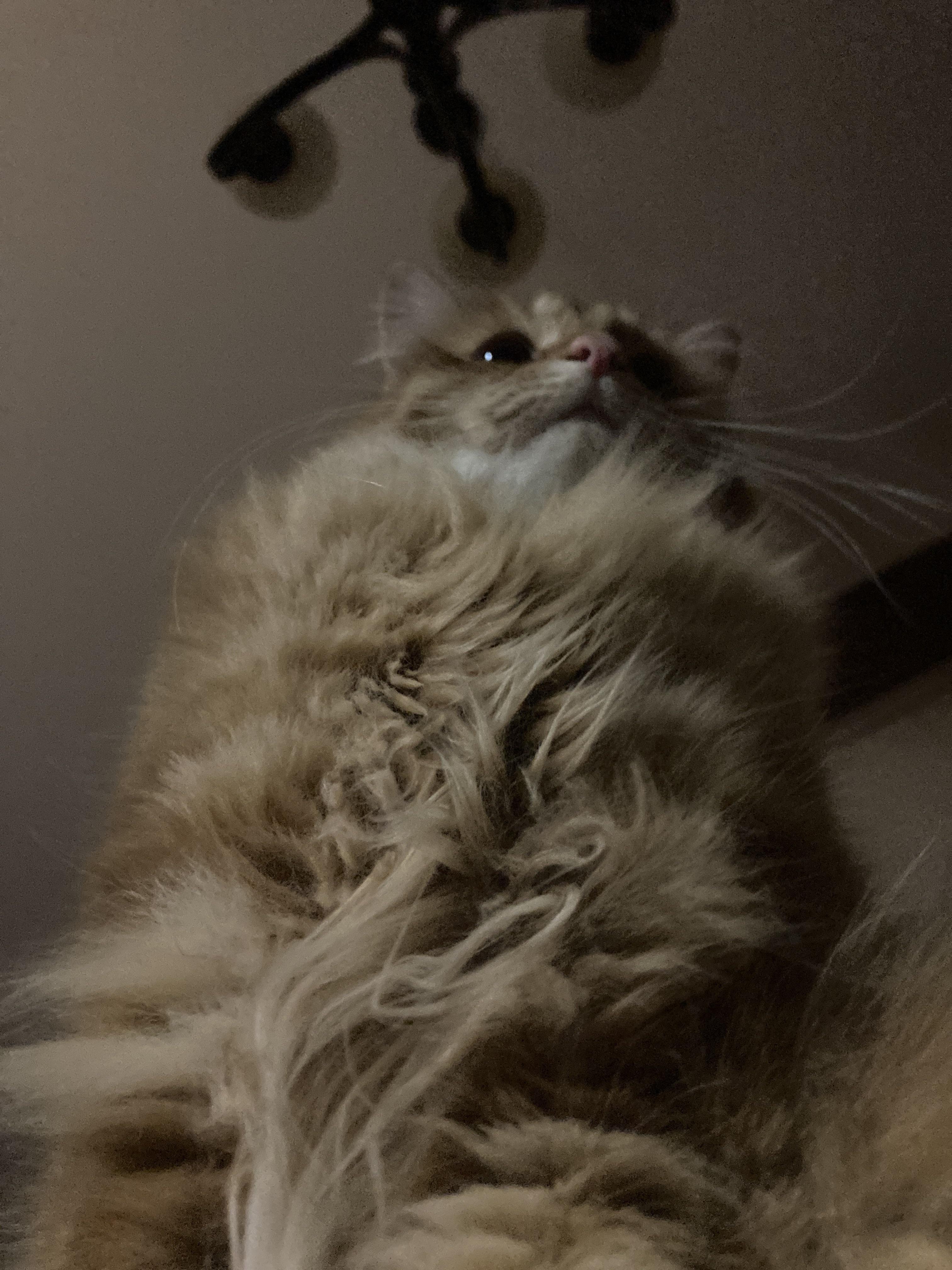 Discover more like Floof: Colossal floof. and Related Content | Scrolller
