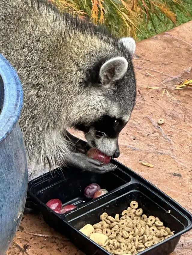 Munchies and crunchies :3 | Scrolller