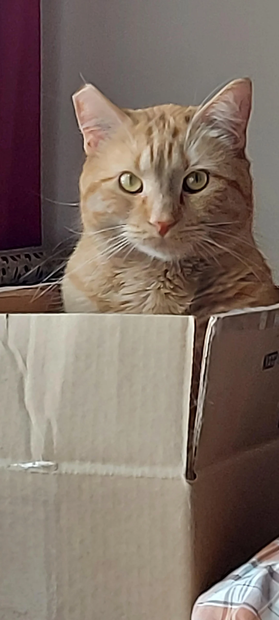 Cheeto in a box. | Scrolller