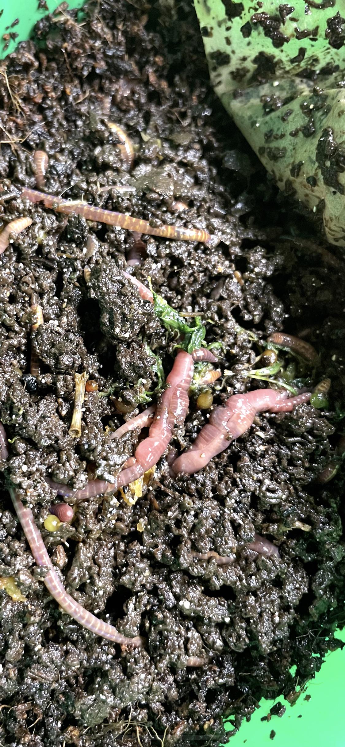 Weird bumps on my worms | Scrolller