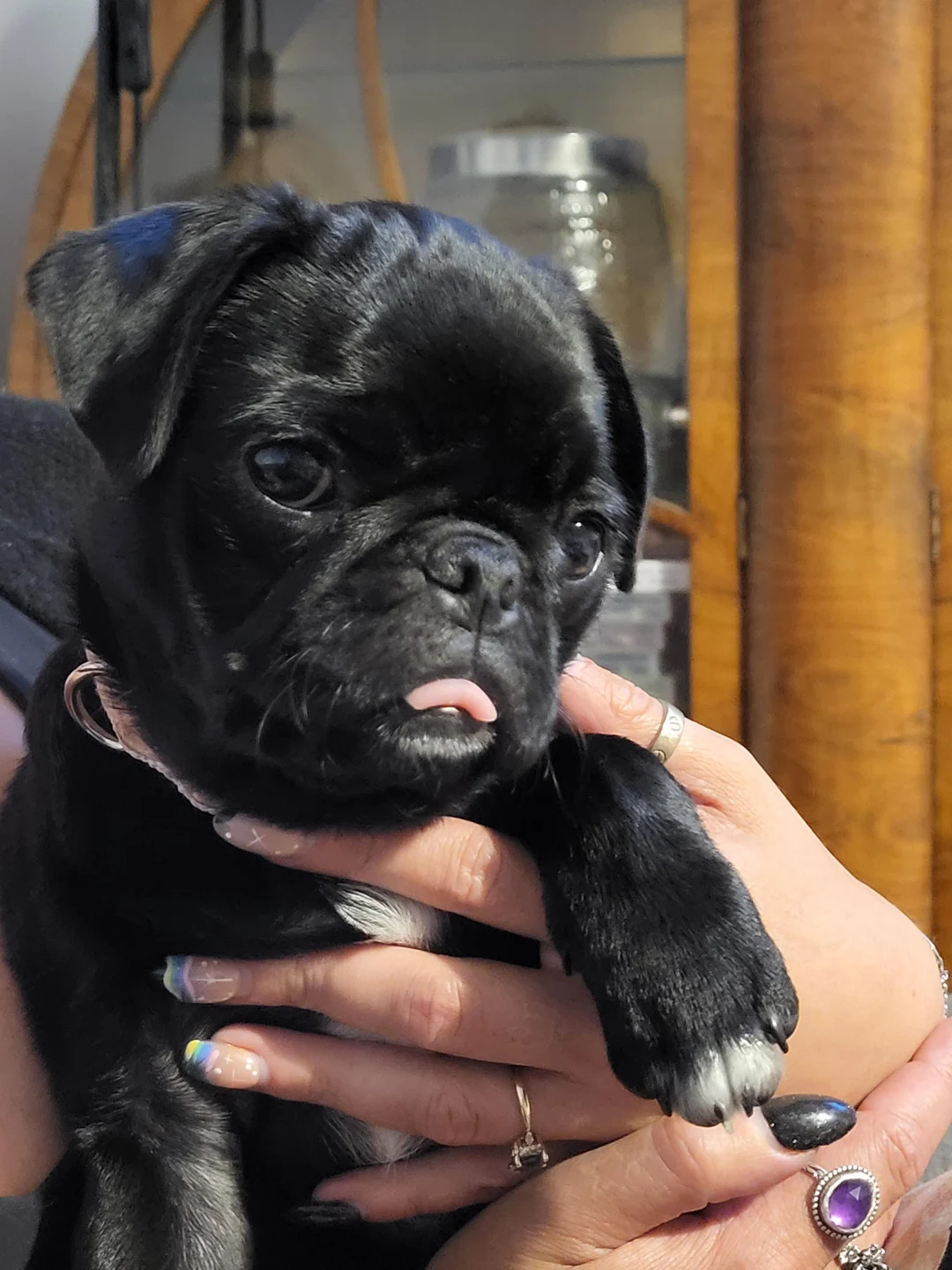 A tired curly blep from my favourite colleague Doris. | Scrolller