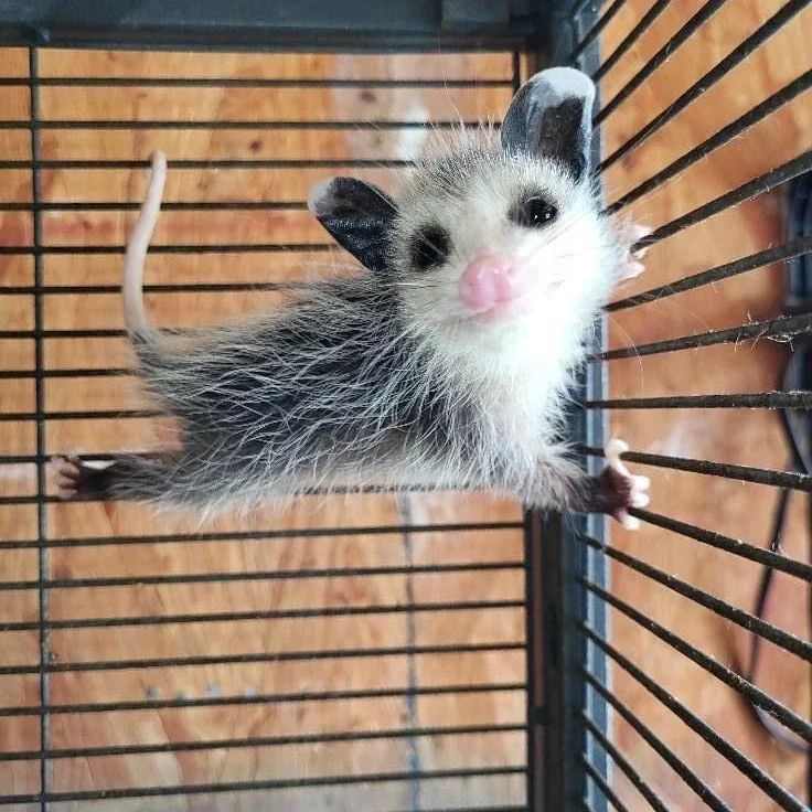 Mission impossibly cute | Scrolller