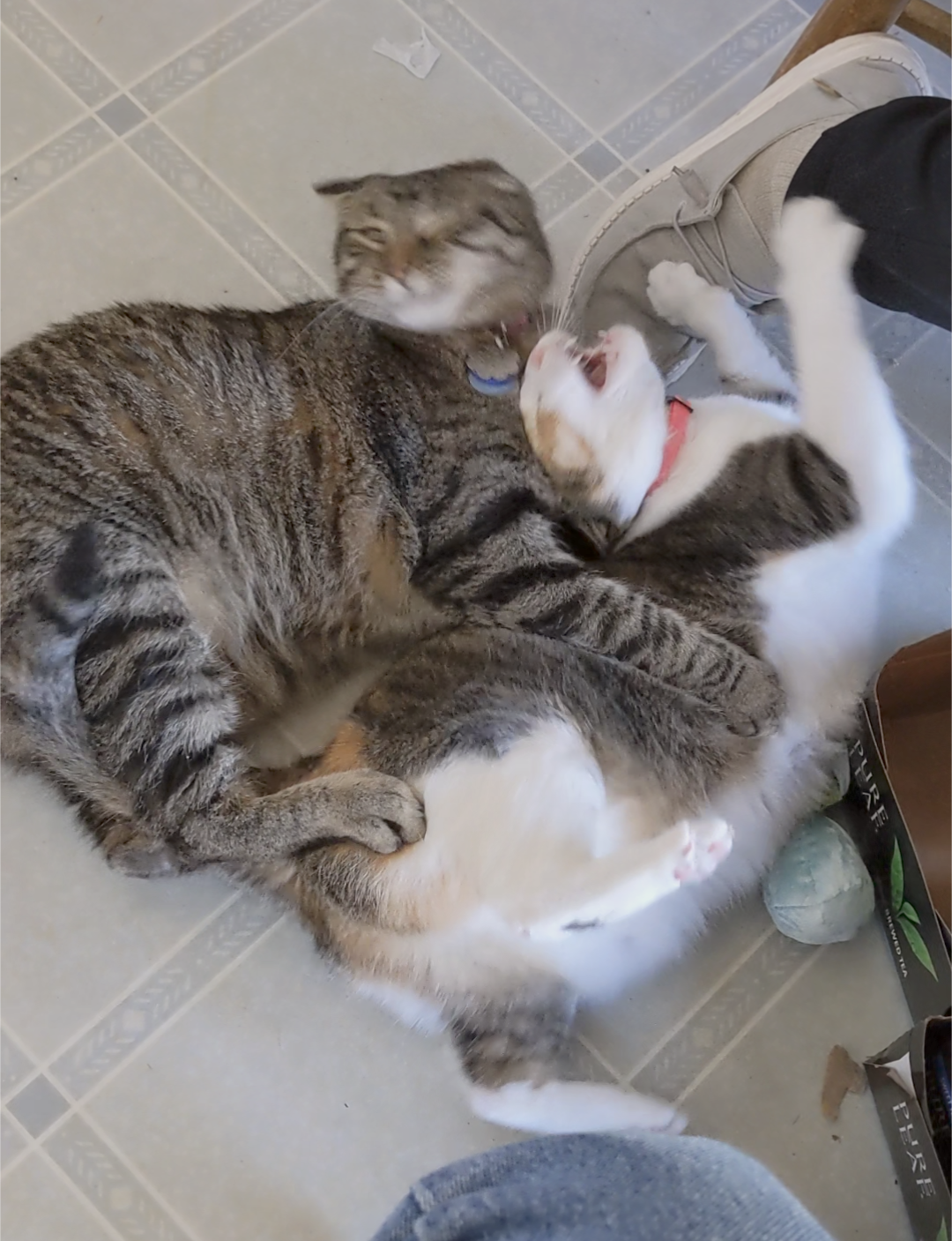 blurry picture of cats | Scrolller