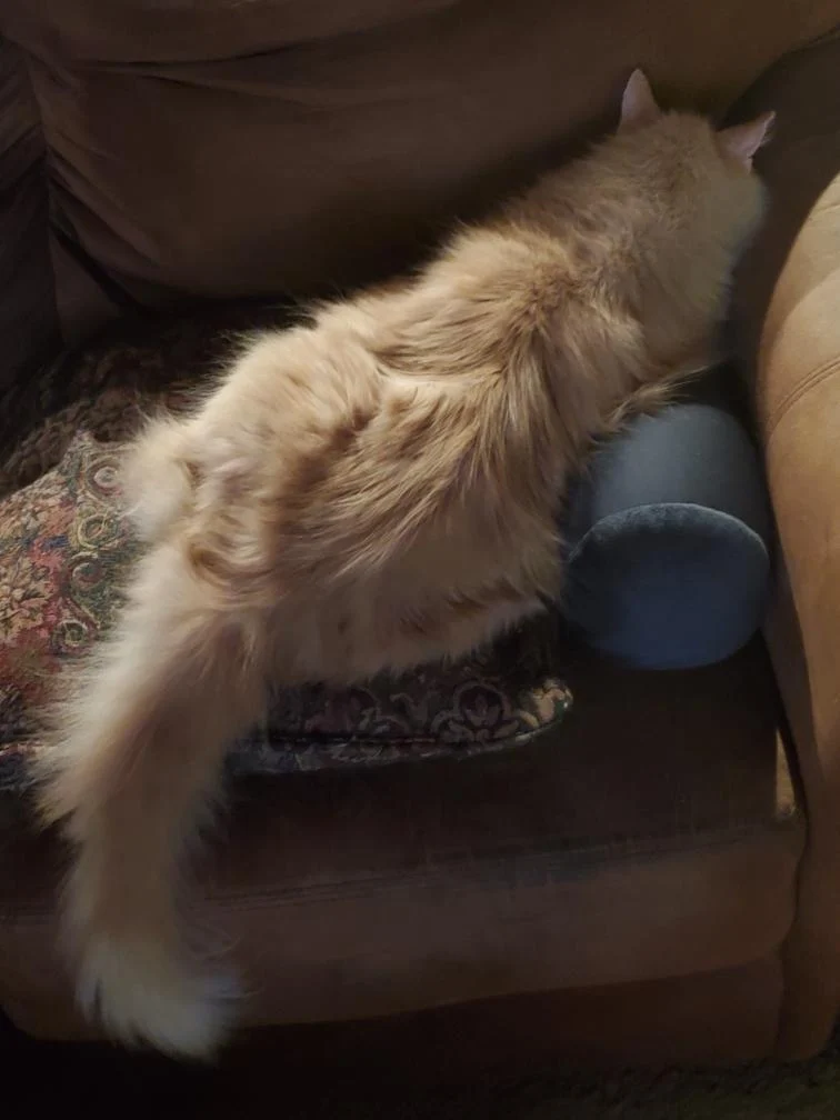 The "I'm mad at you human" loafing | Scrolller