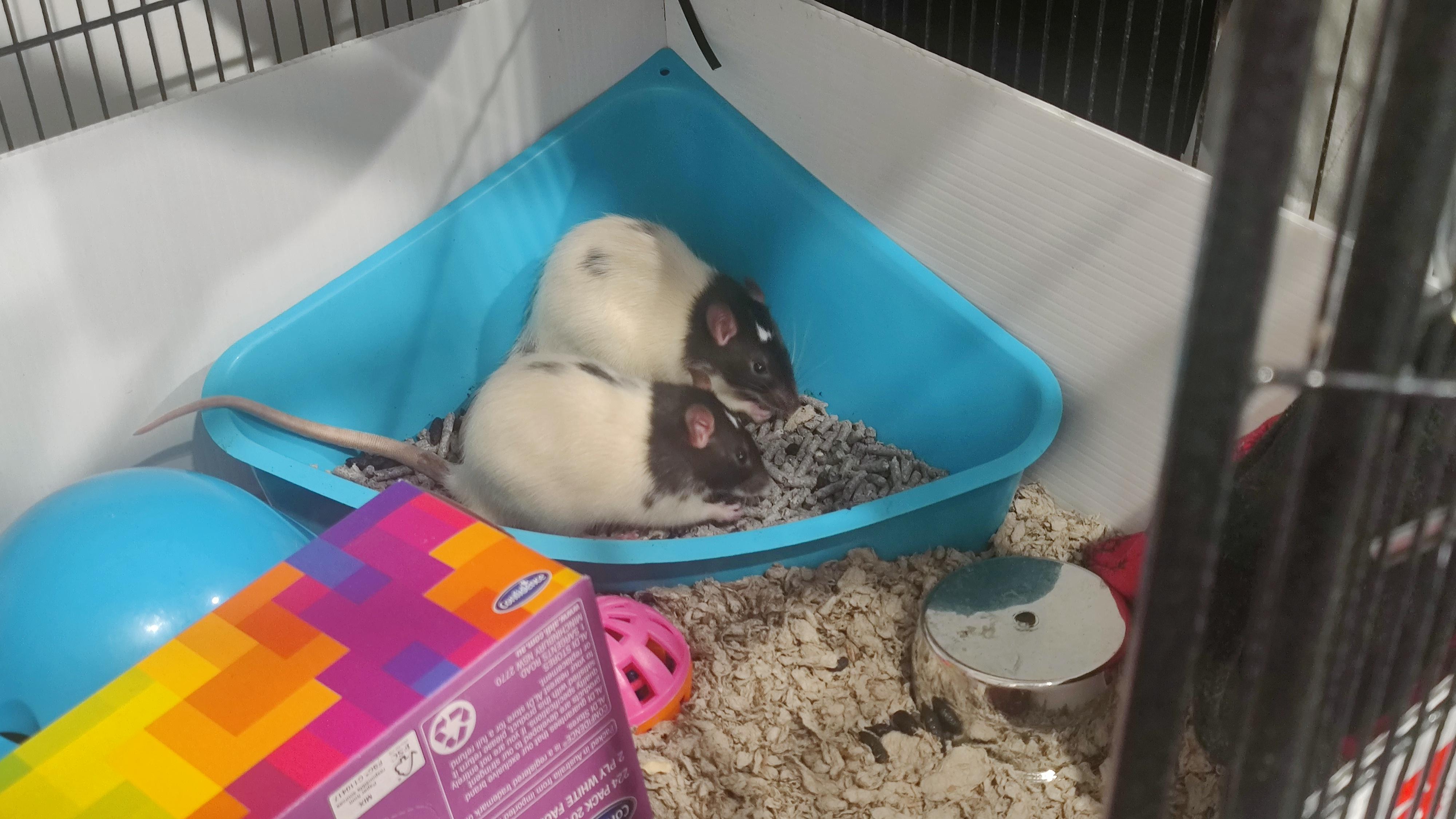 The litter box, also known as The Dining Table | Scrolller