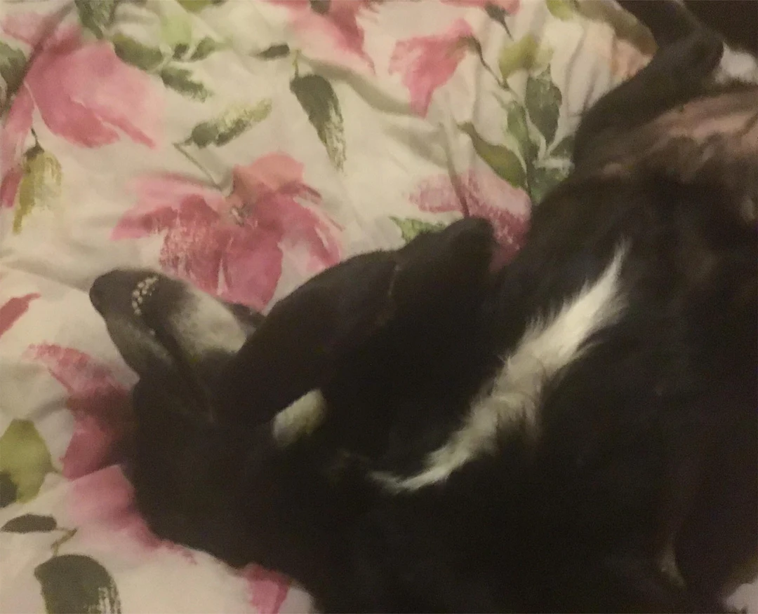 She wanted a belly rub | Scrolller