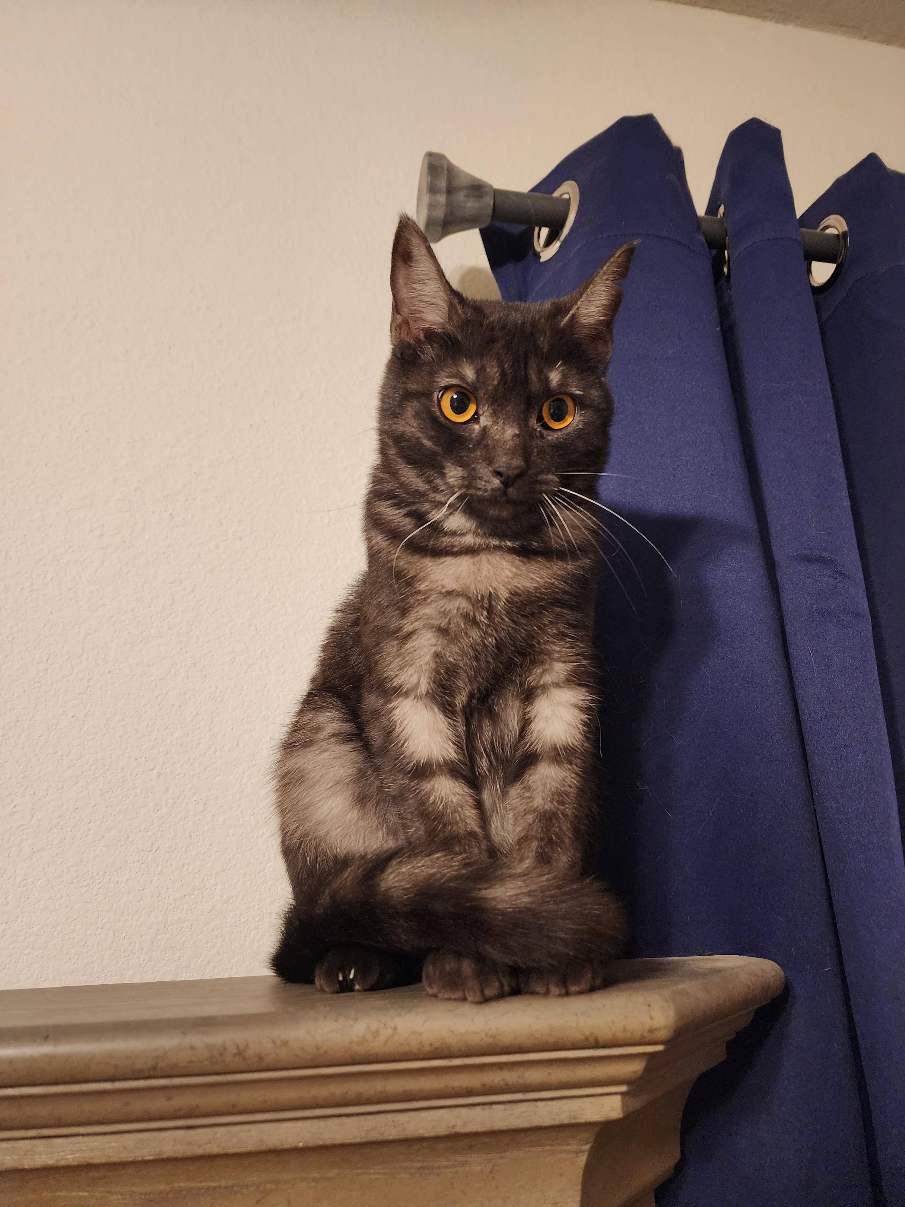 Meet Freya, she came all the way from Oman! | Scrolller