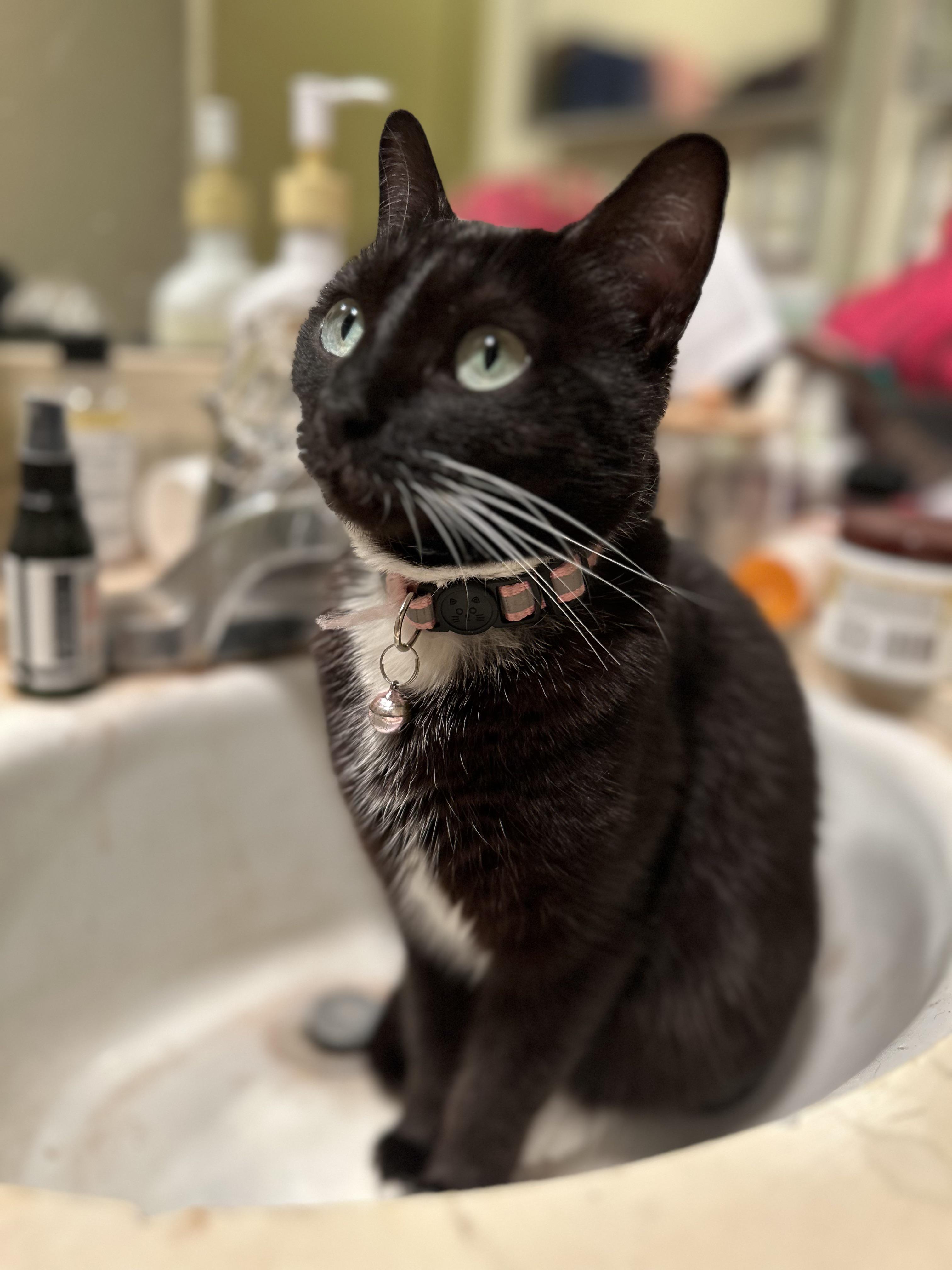 Sometimes I look at her and just wonder how she can be so purrfect | Scrolller