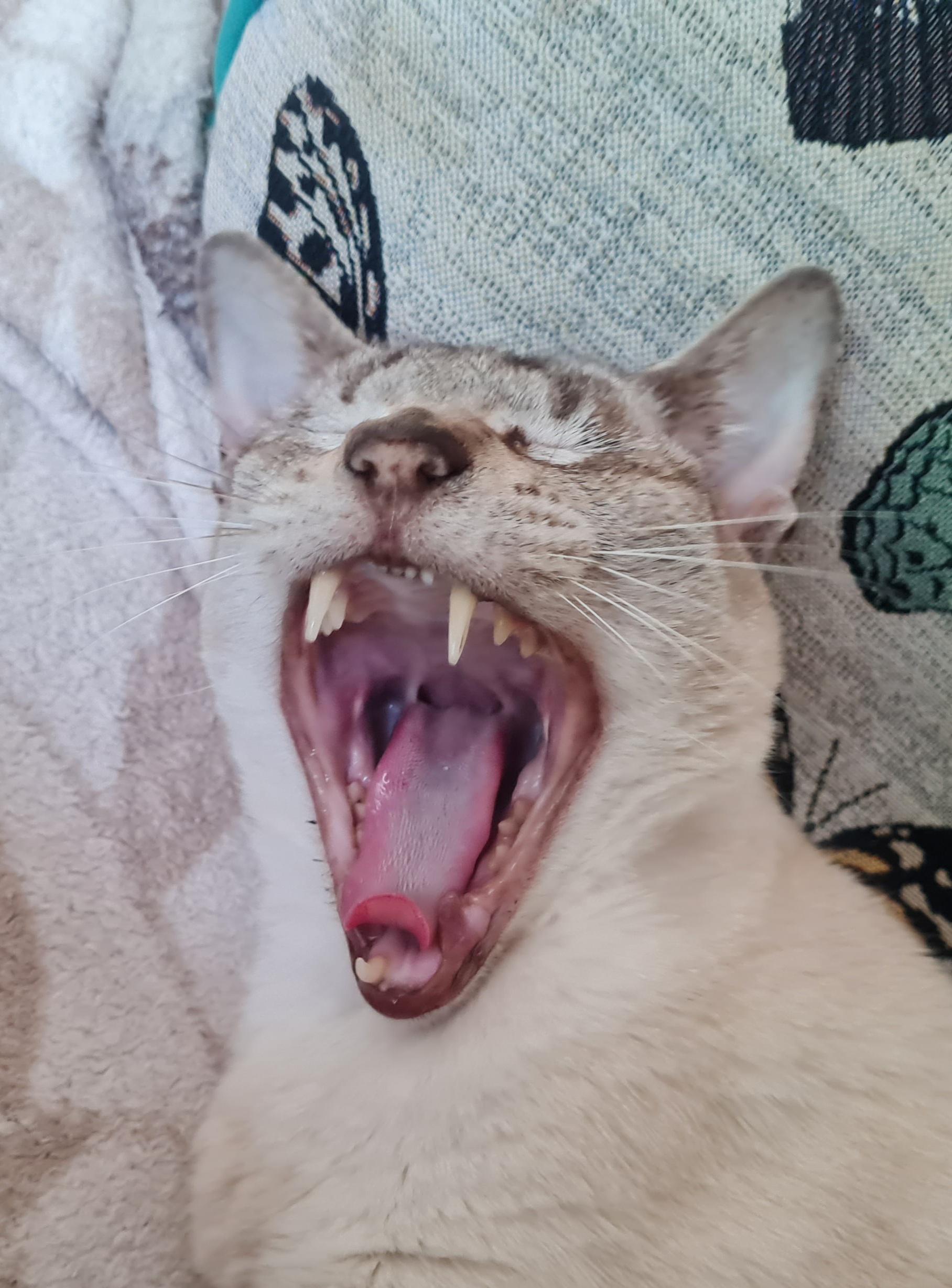 He's actually yawning... | Scrolller