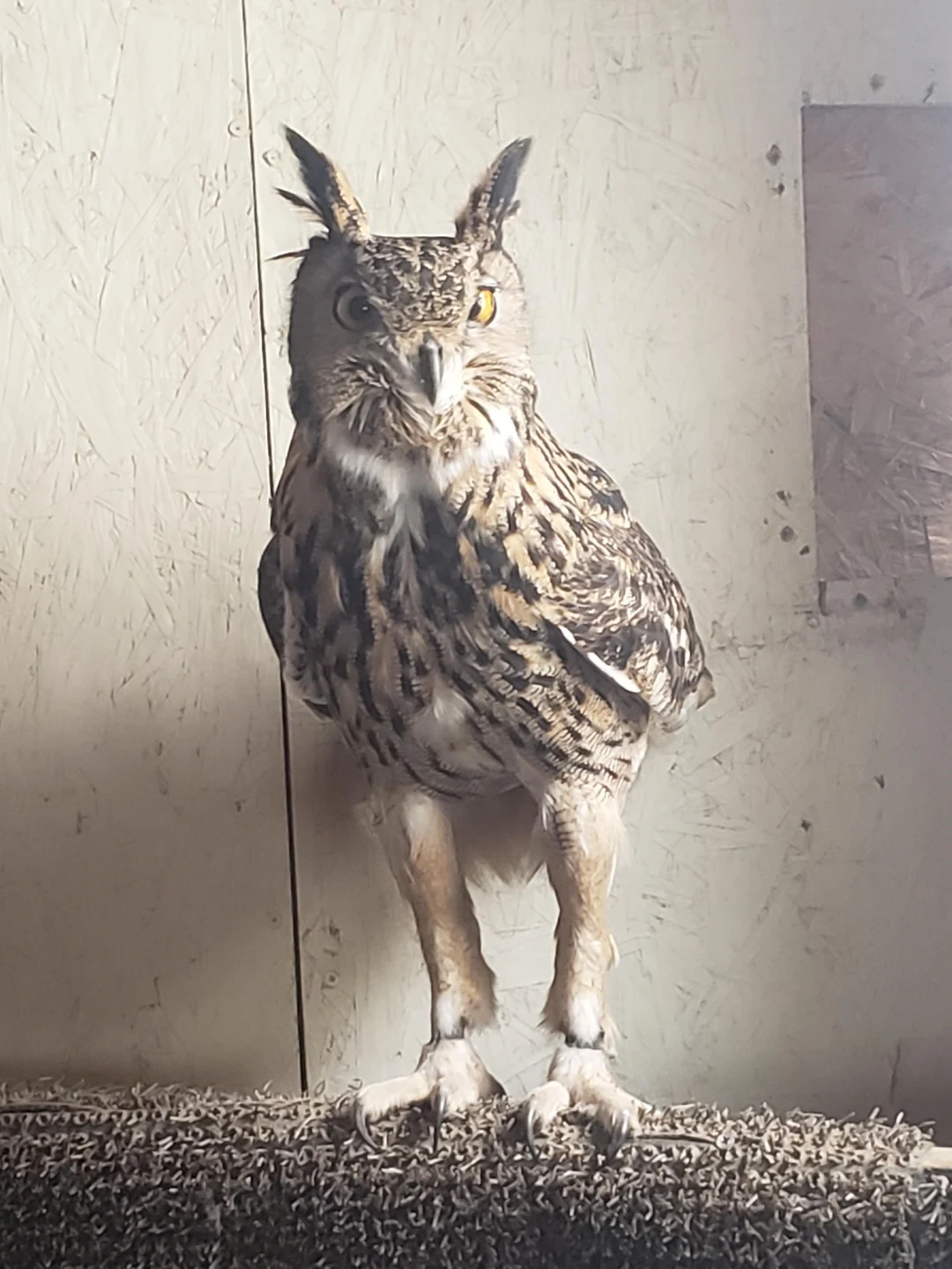 Eurasian Eagle Owl | Scrolller