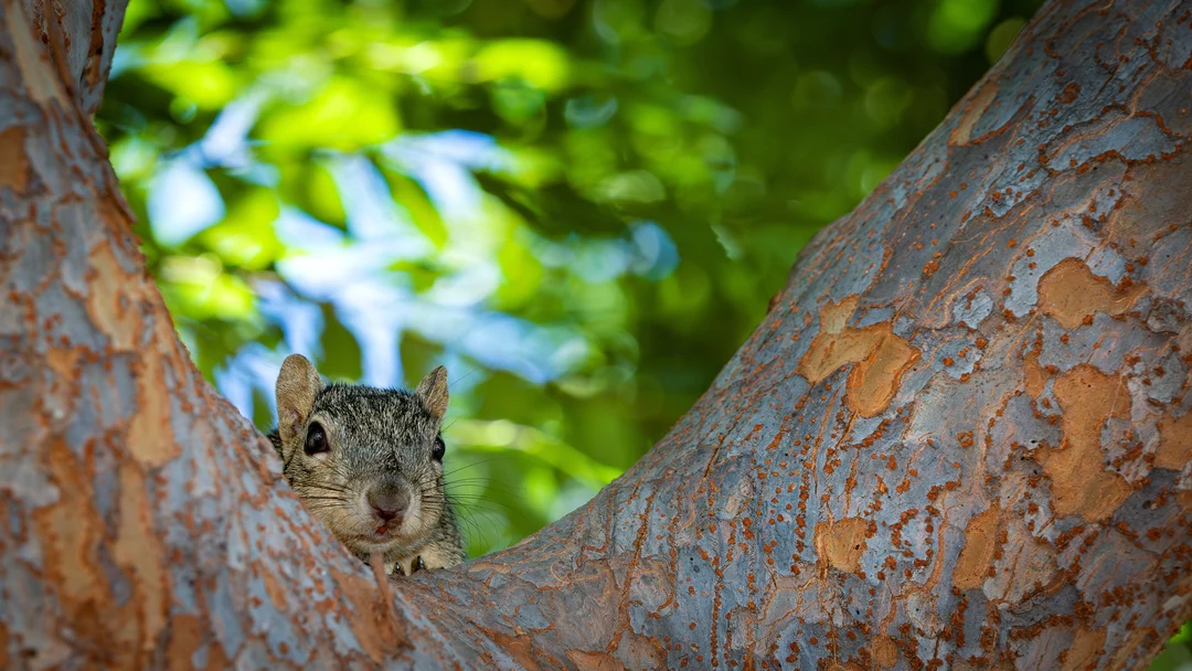 Just a Squirrel | Scrolller