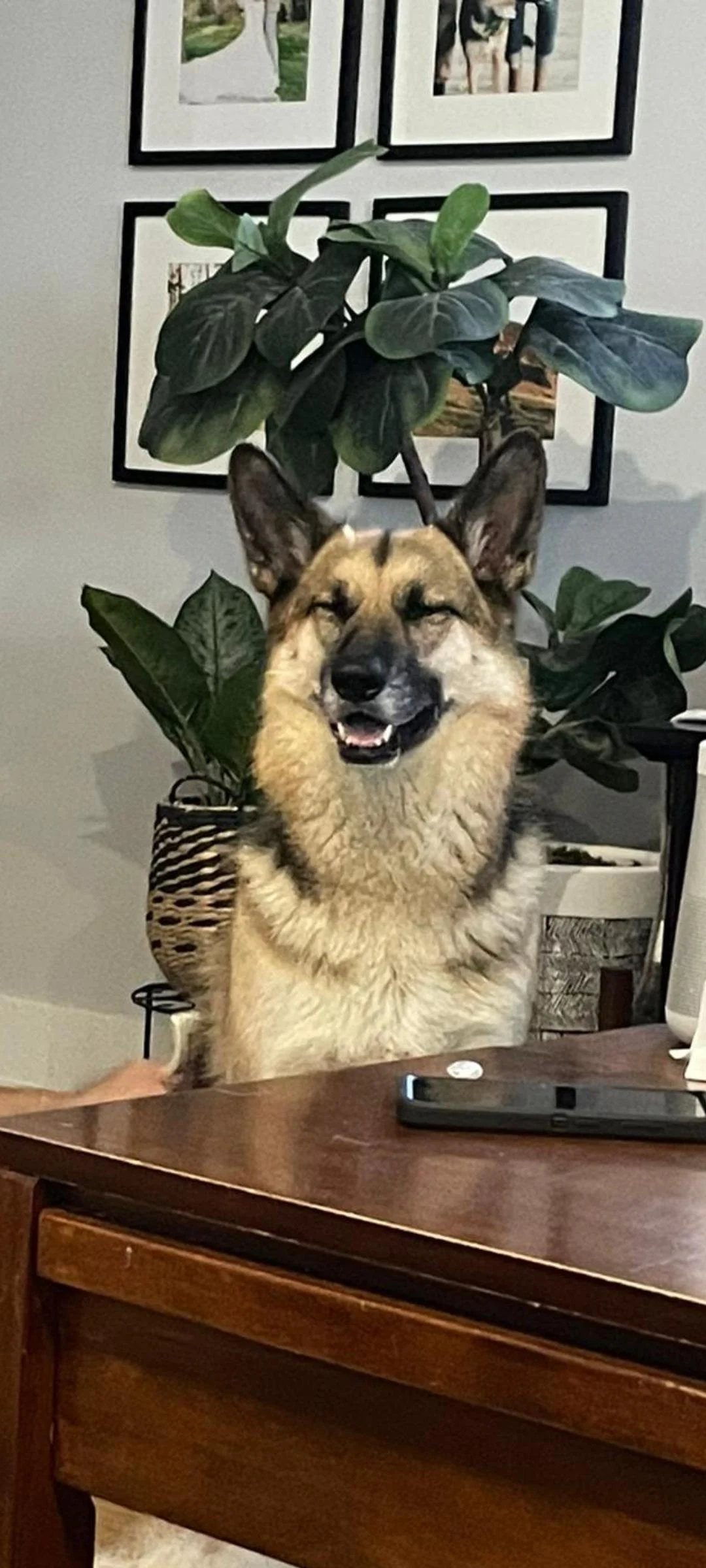 floofy girl loves her brushins | Scrolller