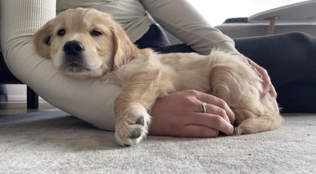 Our girl a year ago. How time flies! | Scrolller