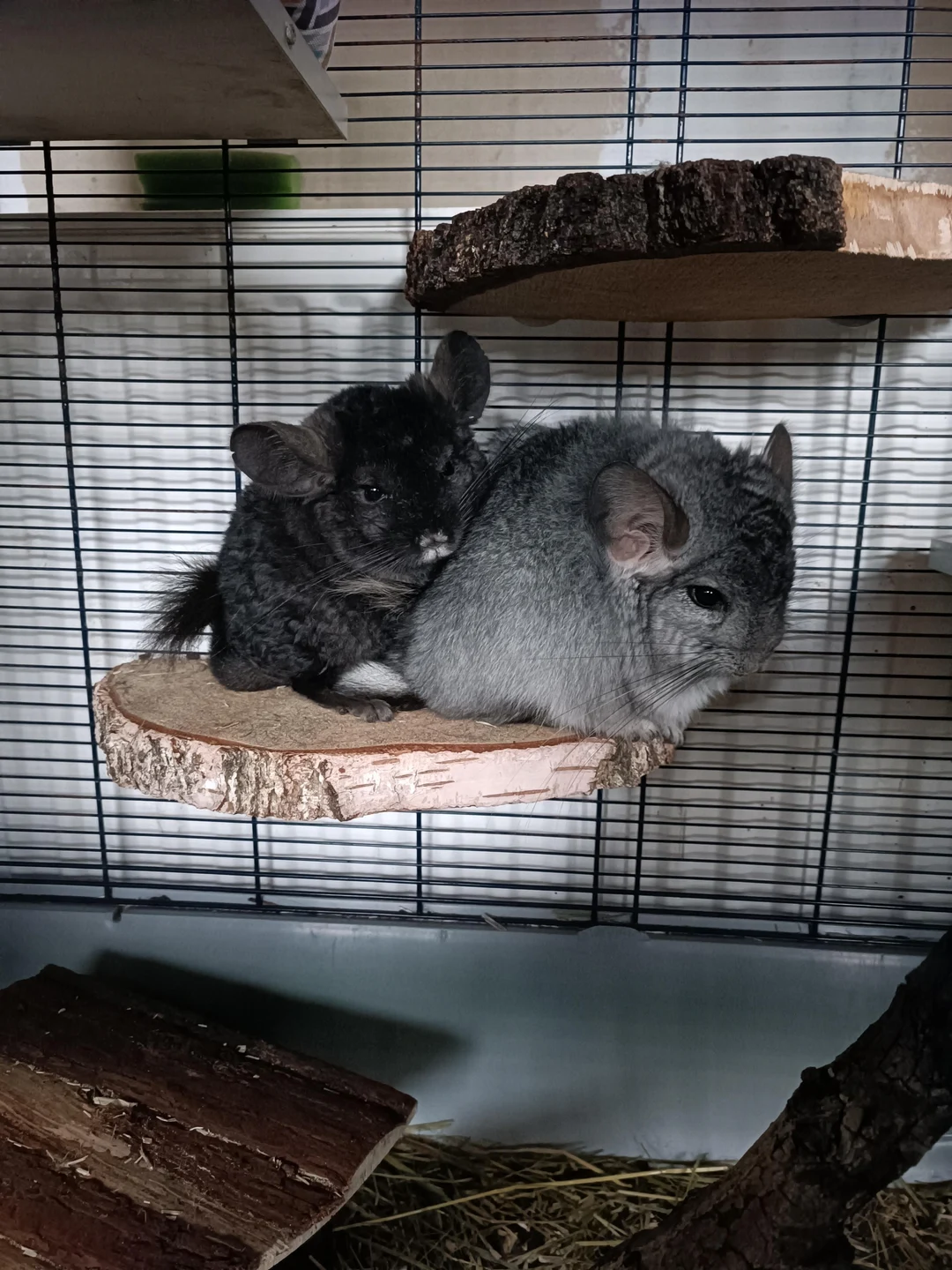Introducing Chinchillas | Scrolller