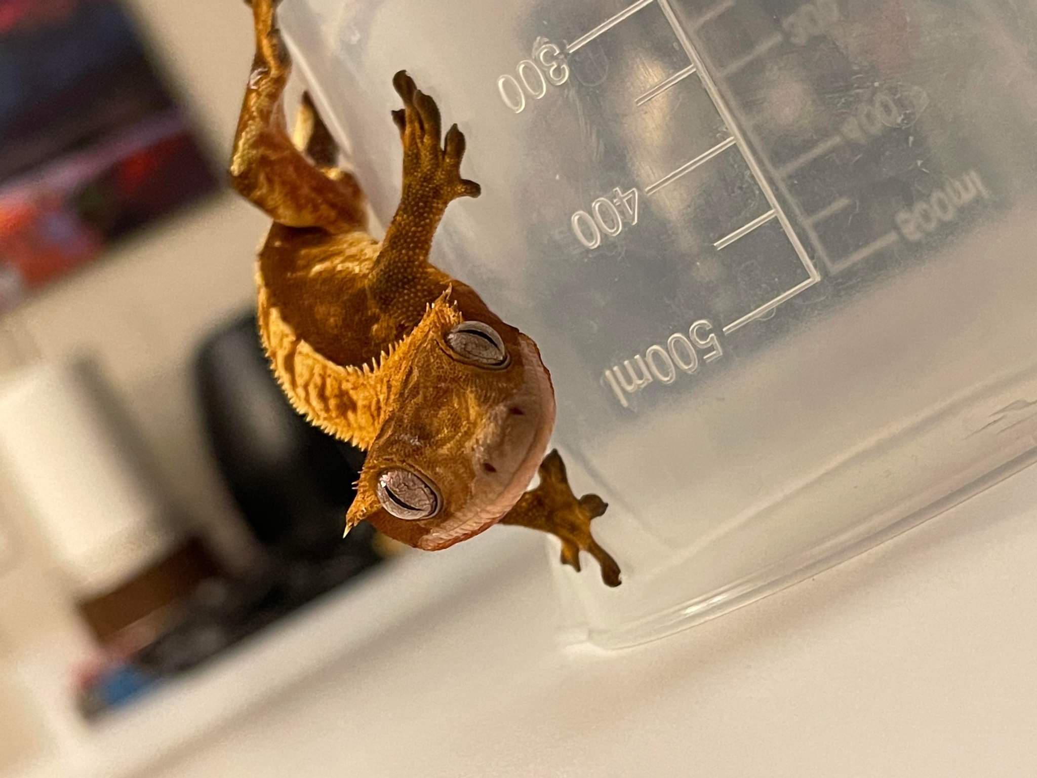 He's staring past me, and into the void. | Scrolller