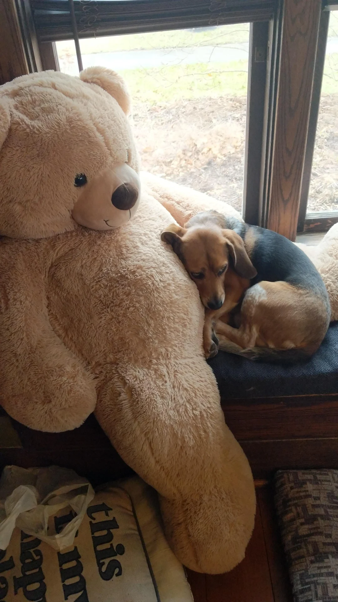 Beagle and his bear | Scrolller