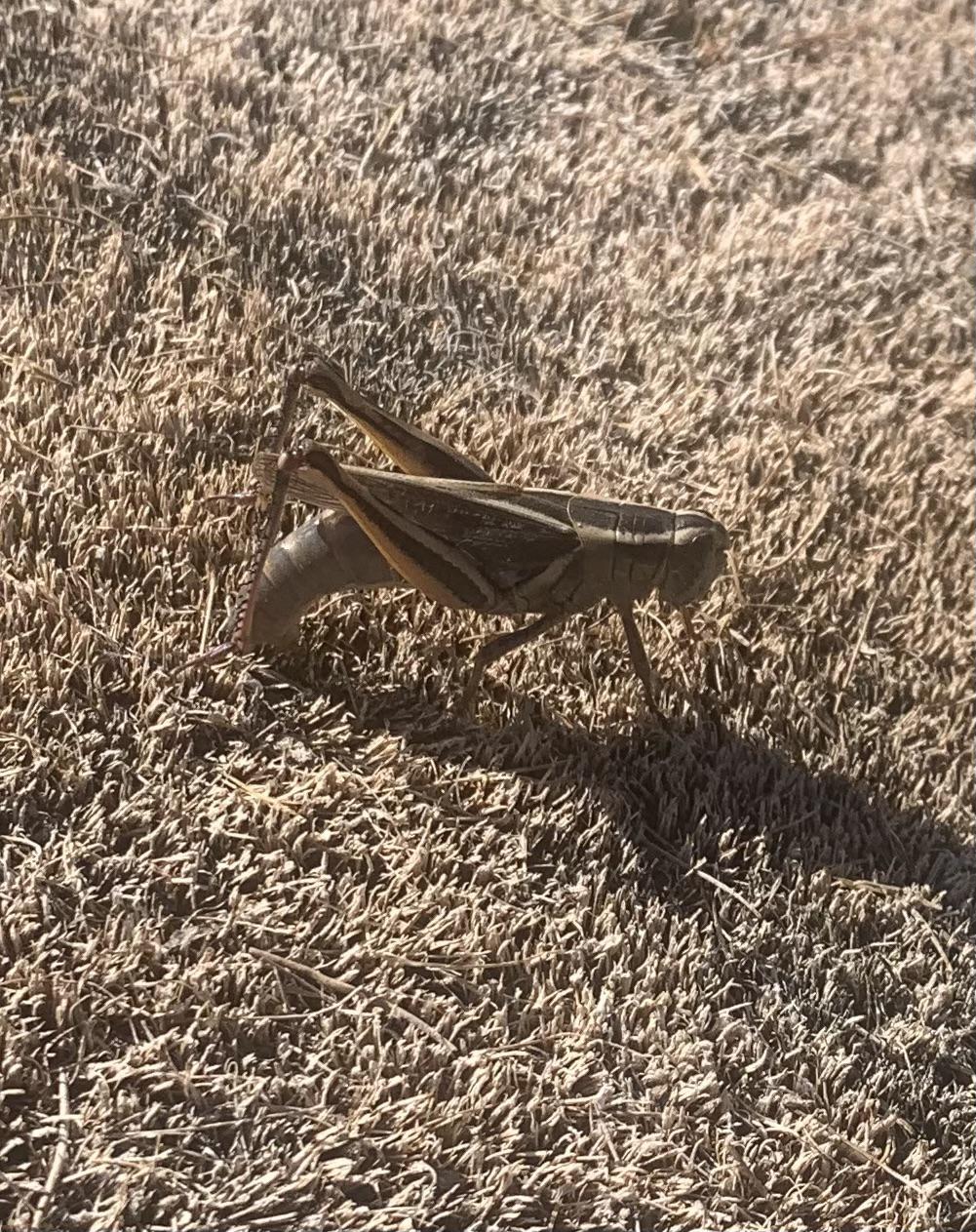 What kind of grasshopper is this? | Scrolller