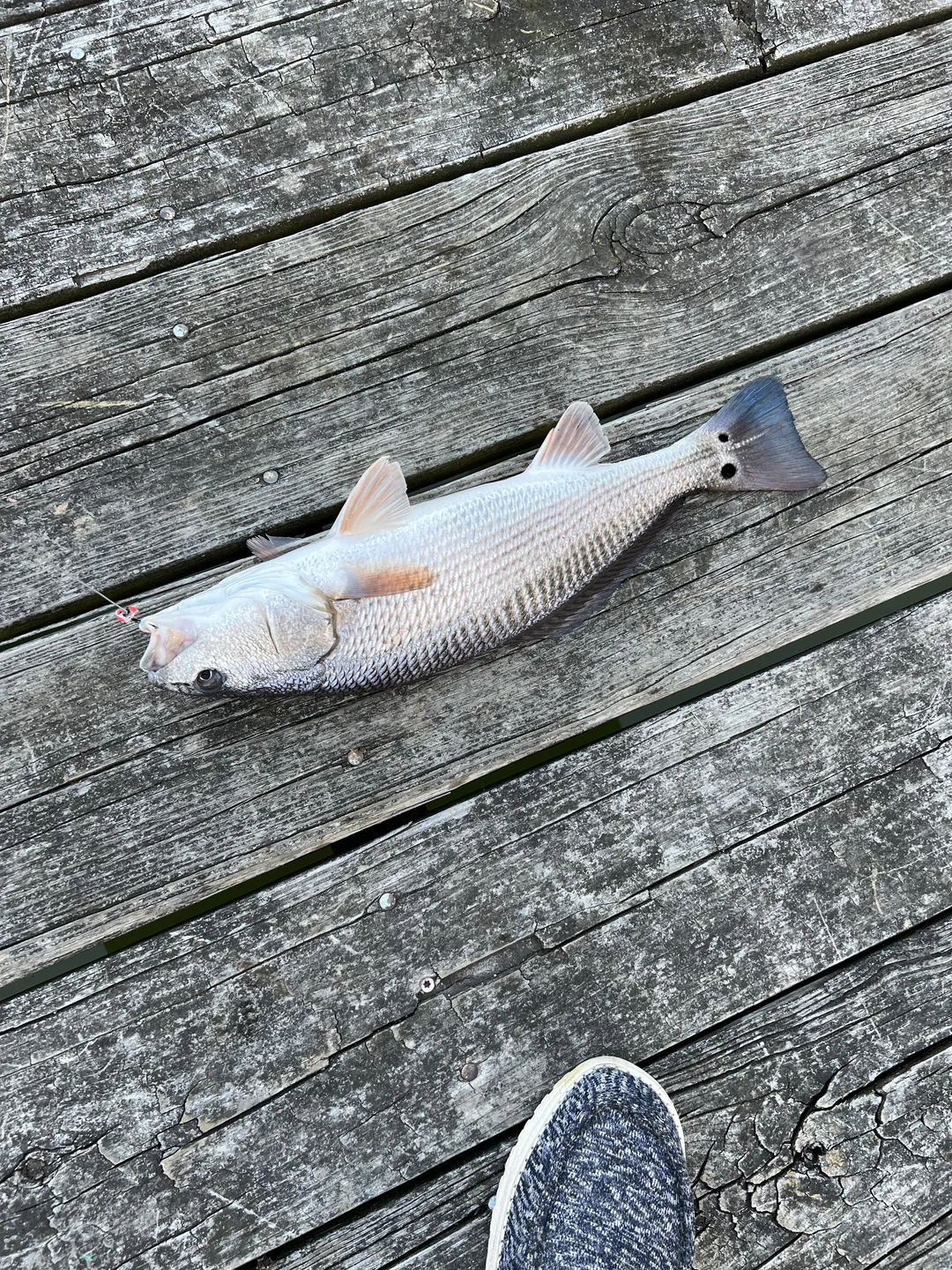 NOVA fishing | Scrolller