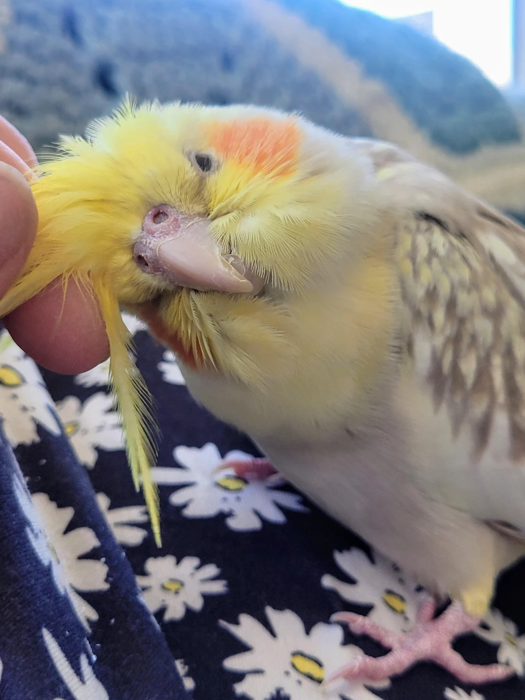 Harness training | Scrolller