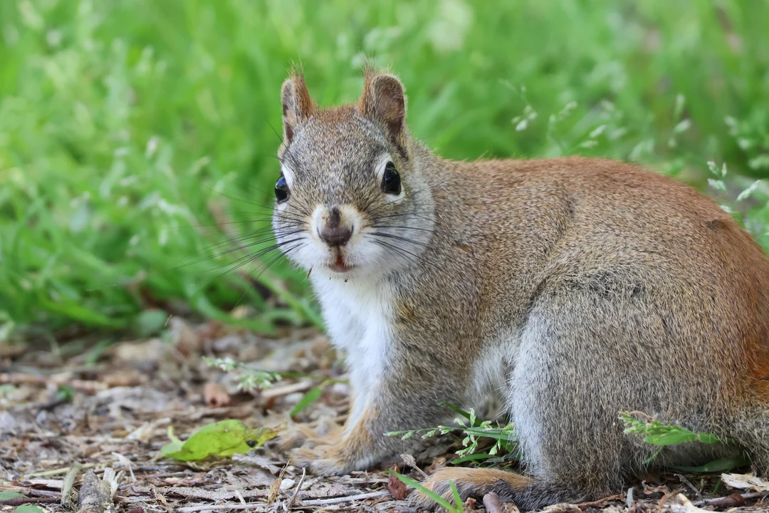 Squirrel! | Scrolller