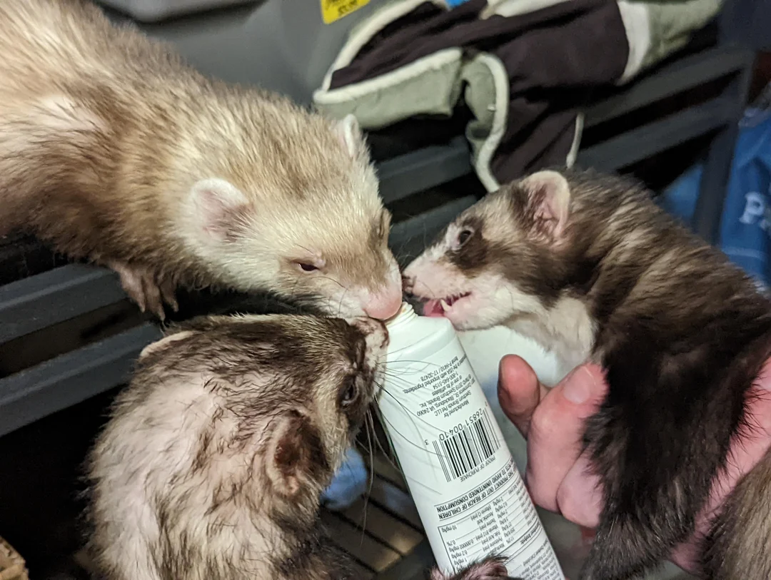 Treat time for the little gremlins | Scrolller