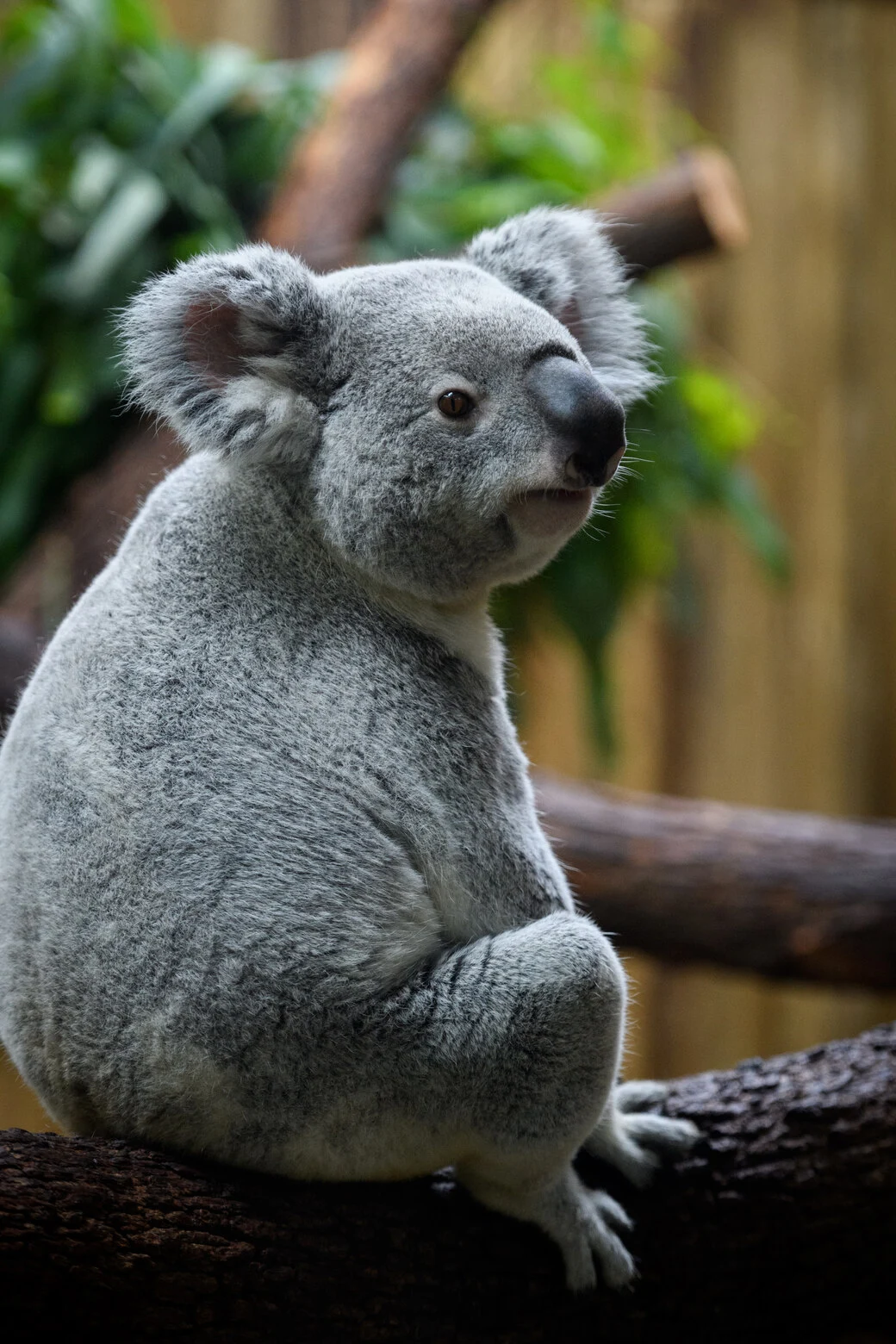 Discover more like Koalas: Koala bear and Related Content | Scrolller