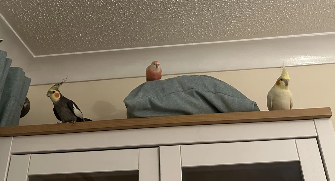 strange creatures | Scrolller