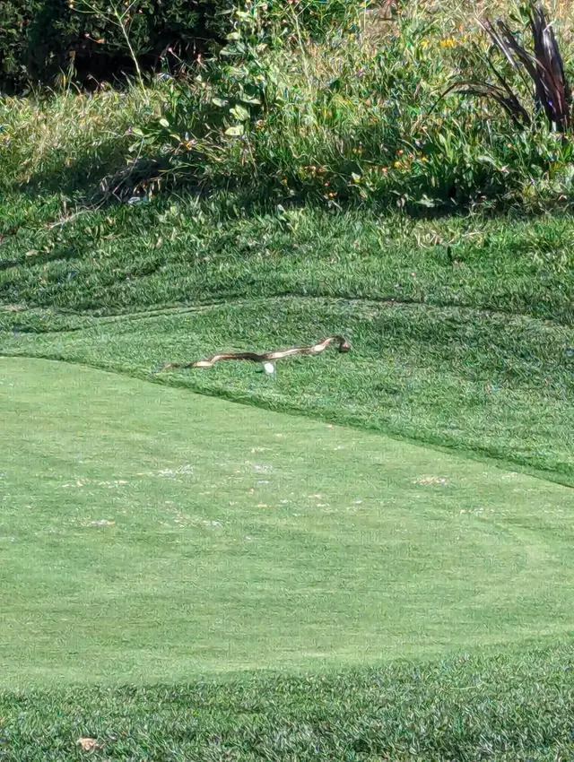 So... What's the rule here? | Scrolller