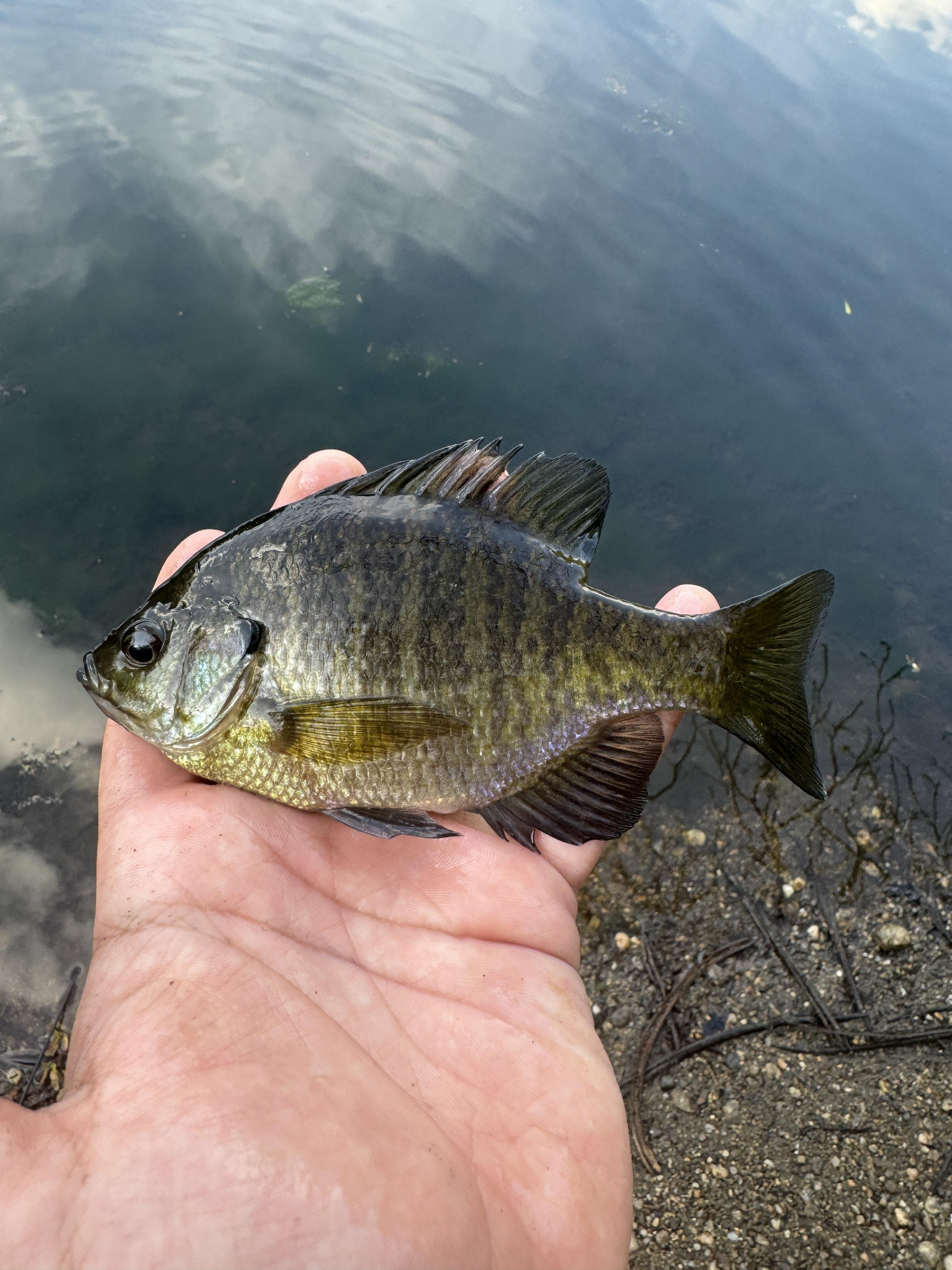 Pond fishing | Scrolller