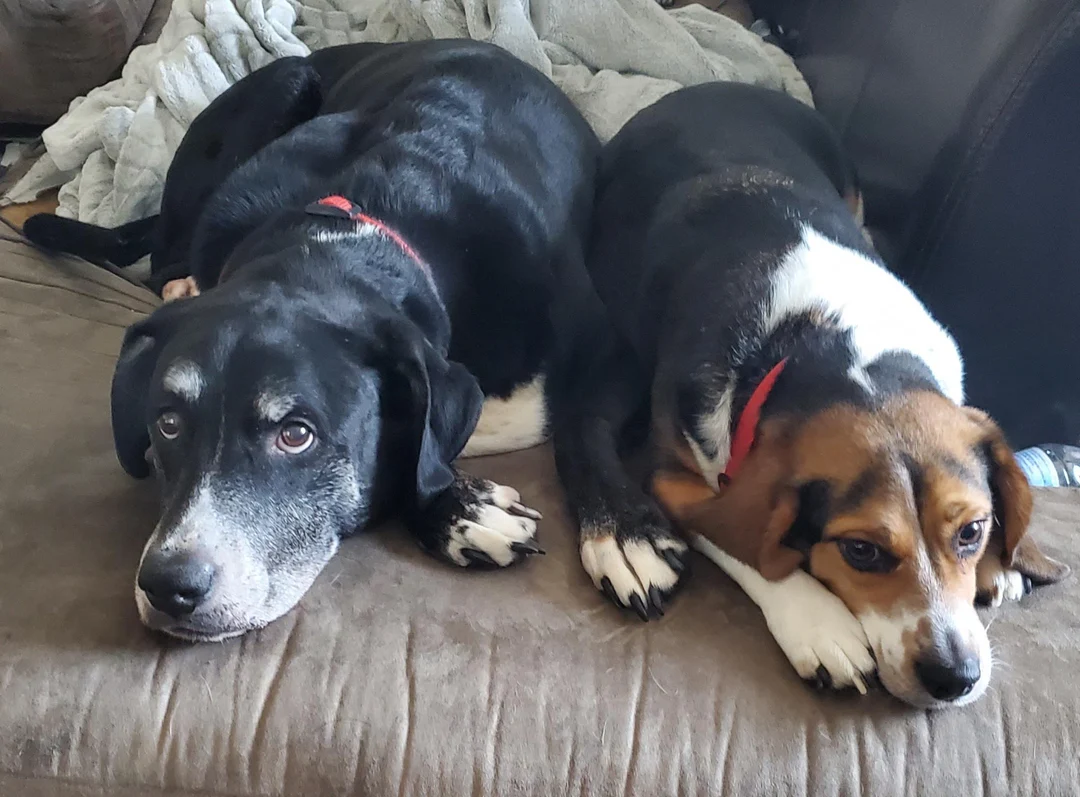 Our boy on the left passed in October. But the one on the right, "Toby", is still our little ...