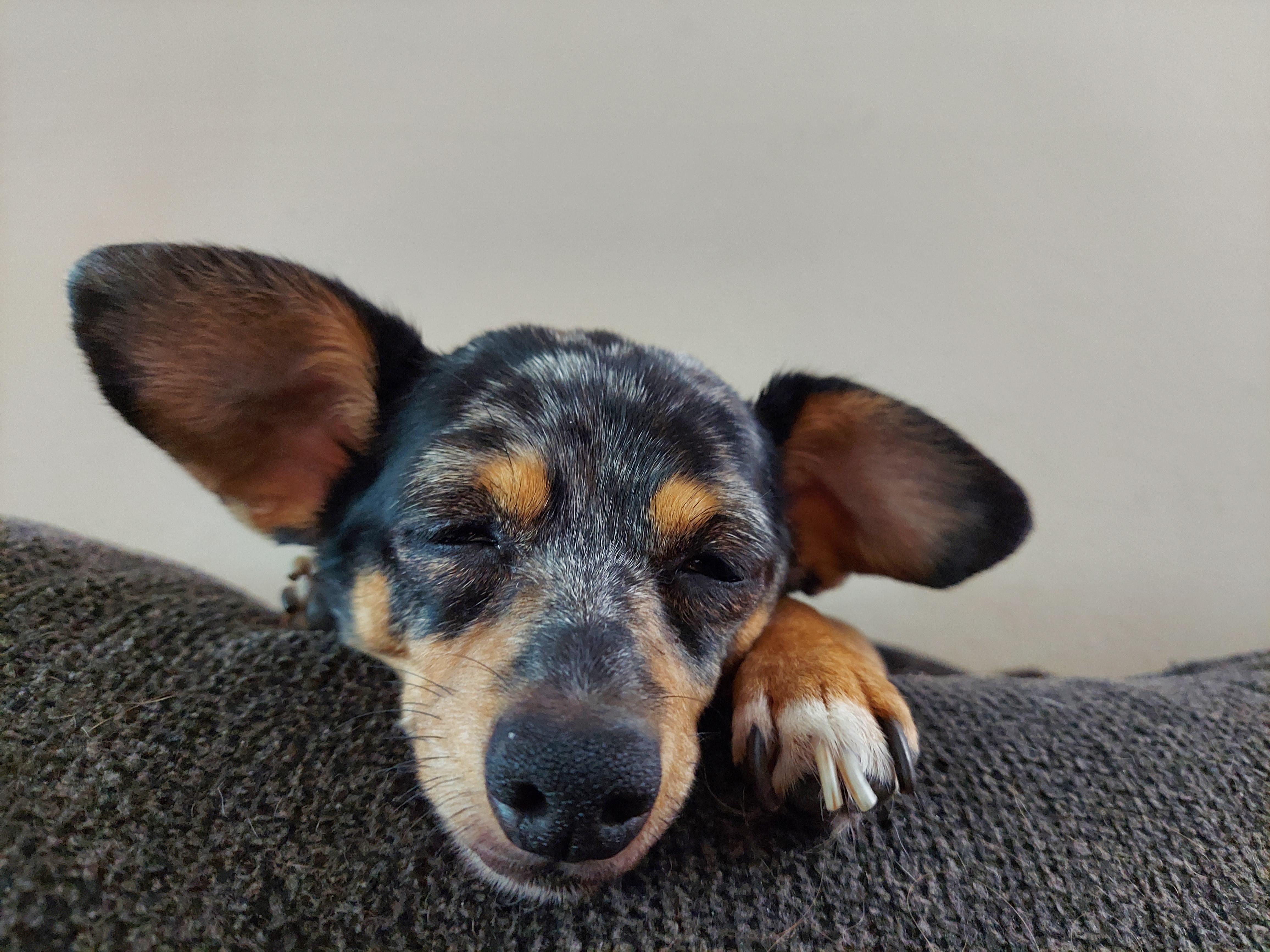 Time for a power nap. | Scrolller