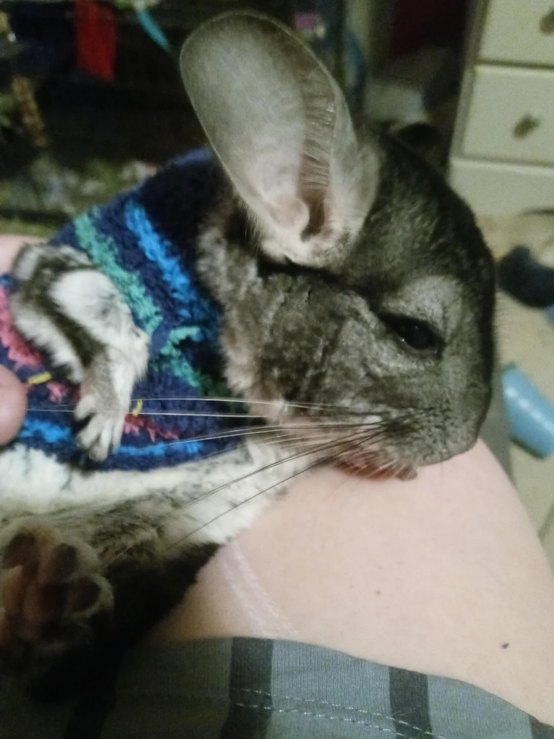 Chinchilla in a homemade sweater